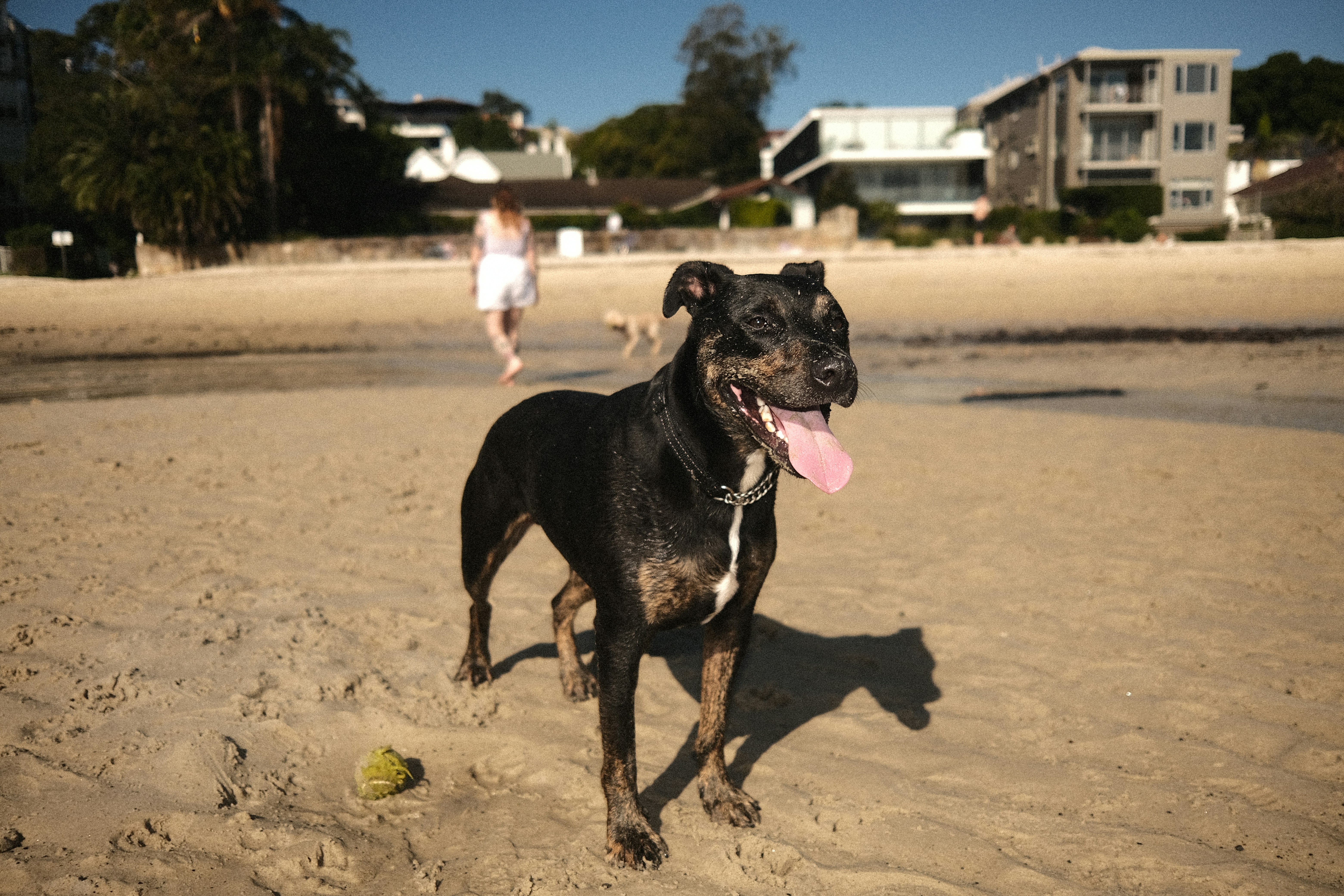 A basking beach moment: a black dog in mid-stride on sunlit sand