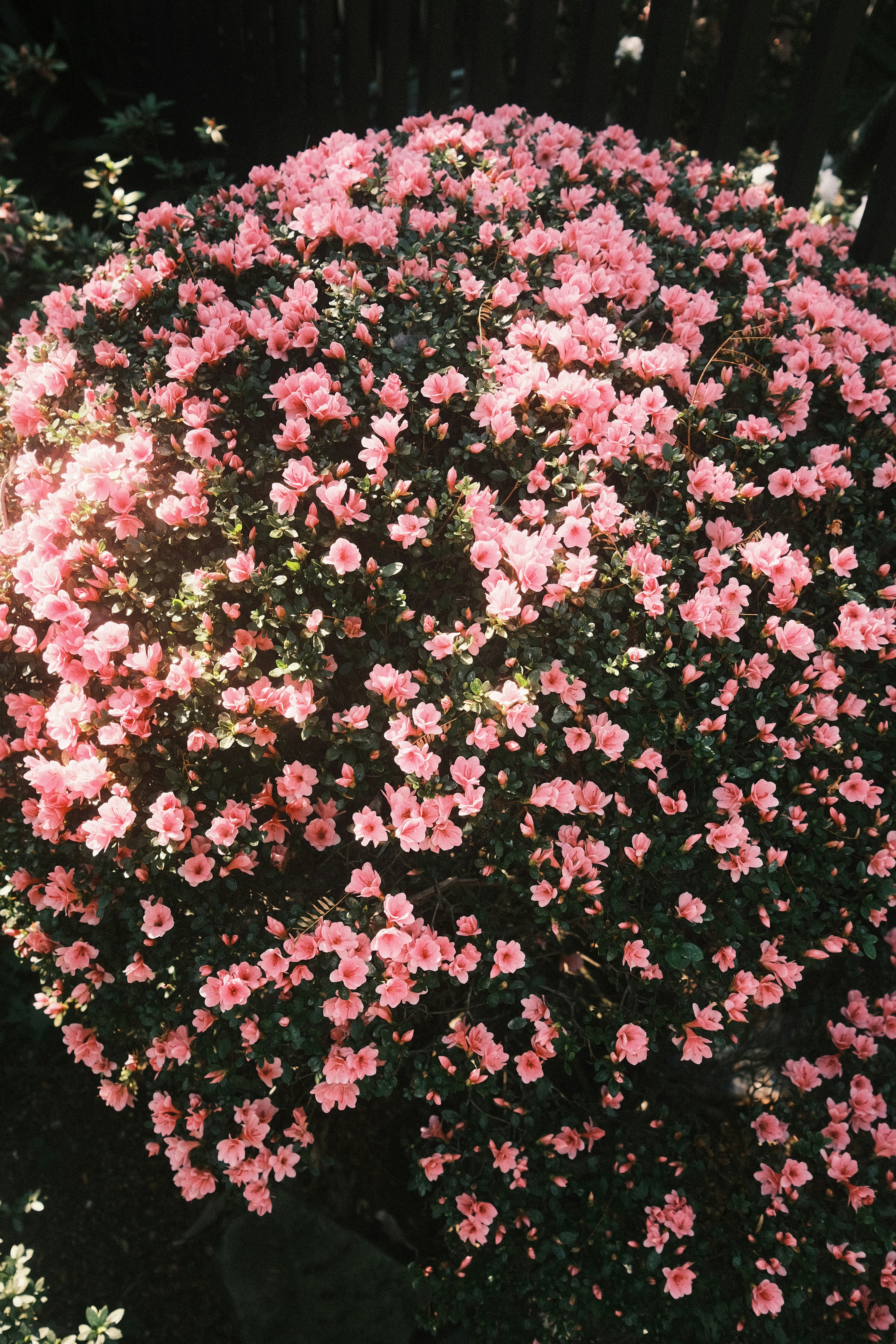 Australian wild flowers