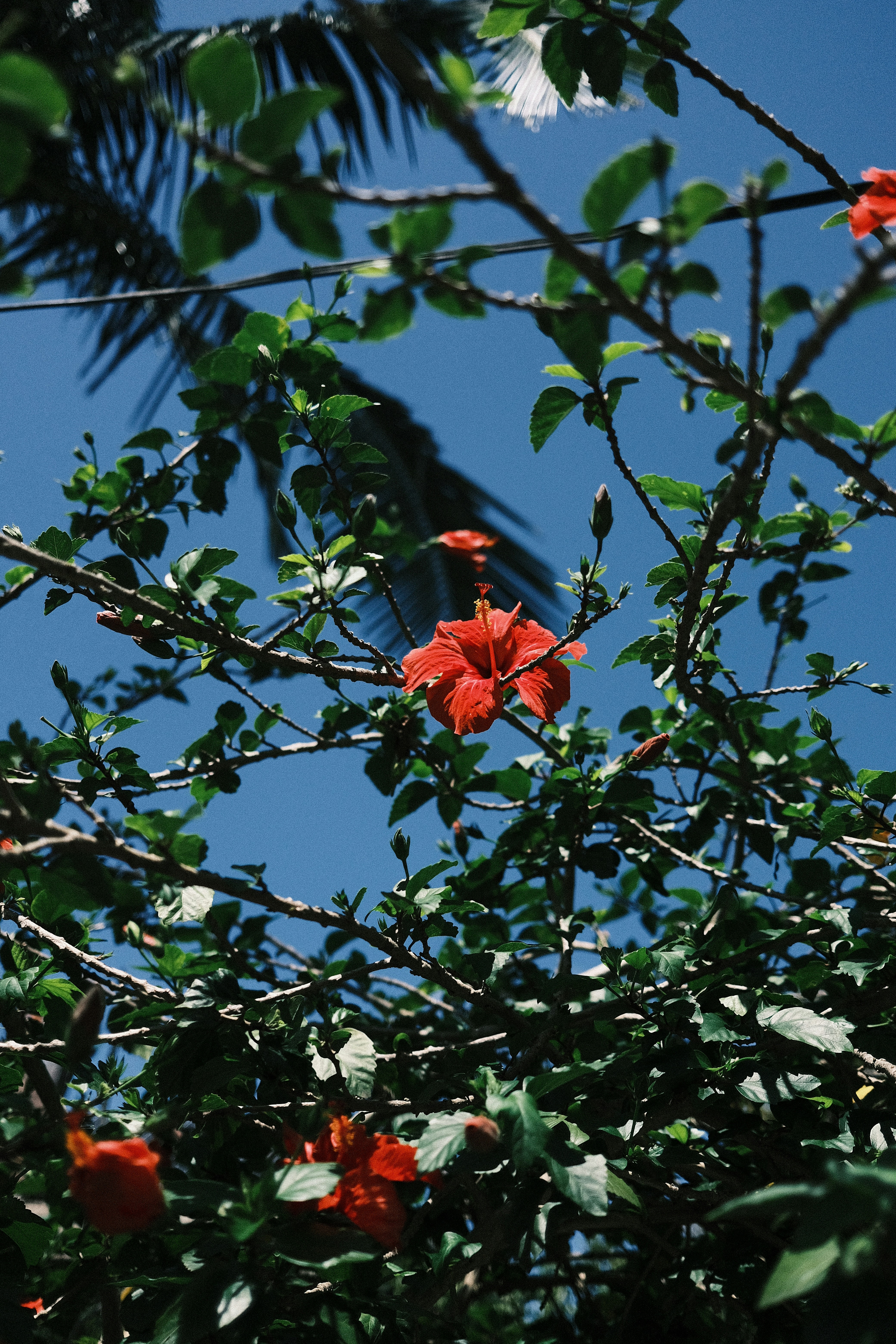 Bright red hibiscus flowers framed by lush green foliage under a clear blue sky.