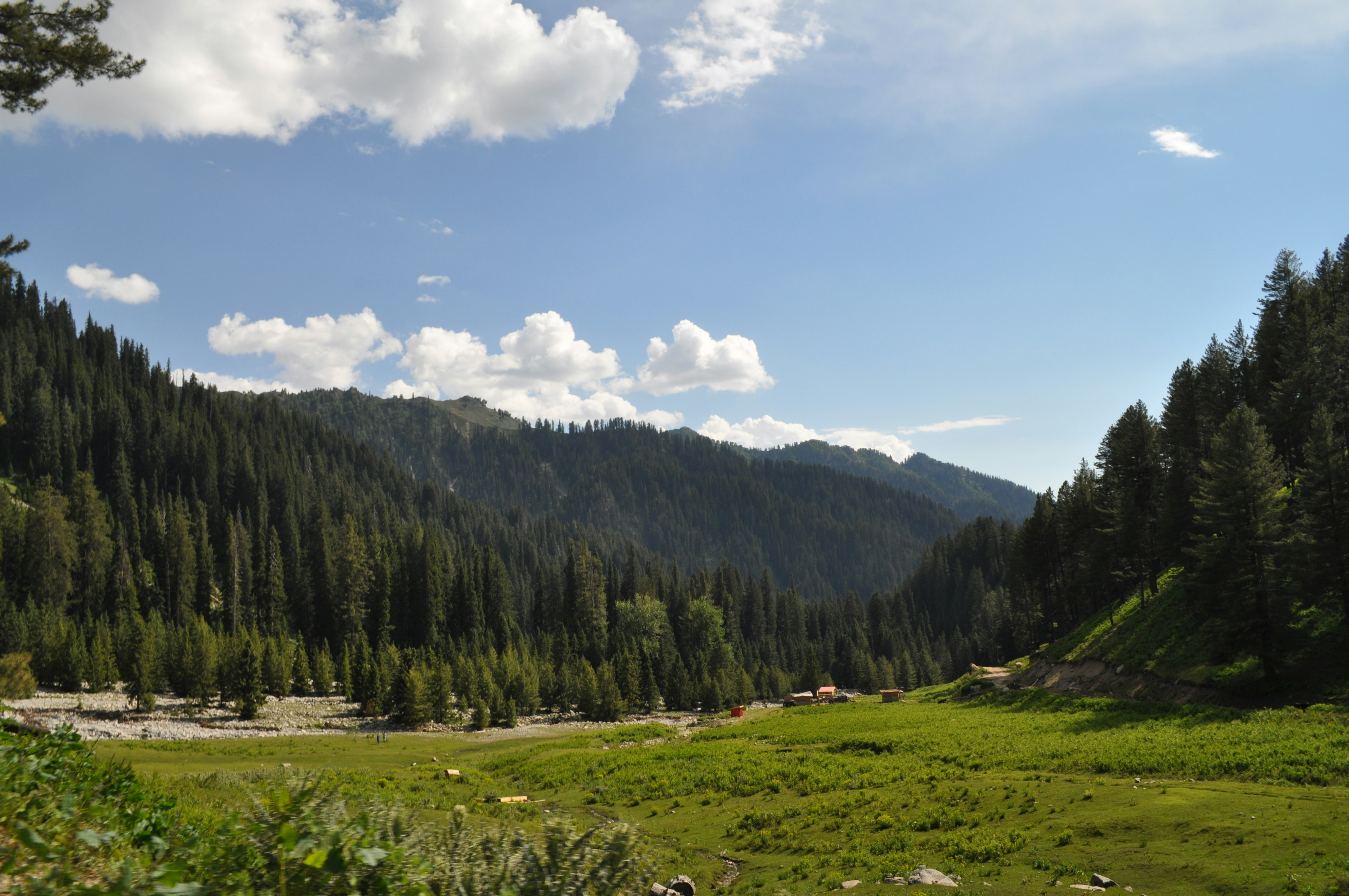 Lush green valley bordered by dense pine forests under a bright blue sky with scattered clouds.