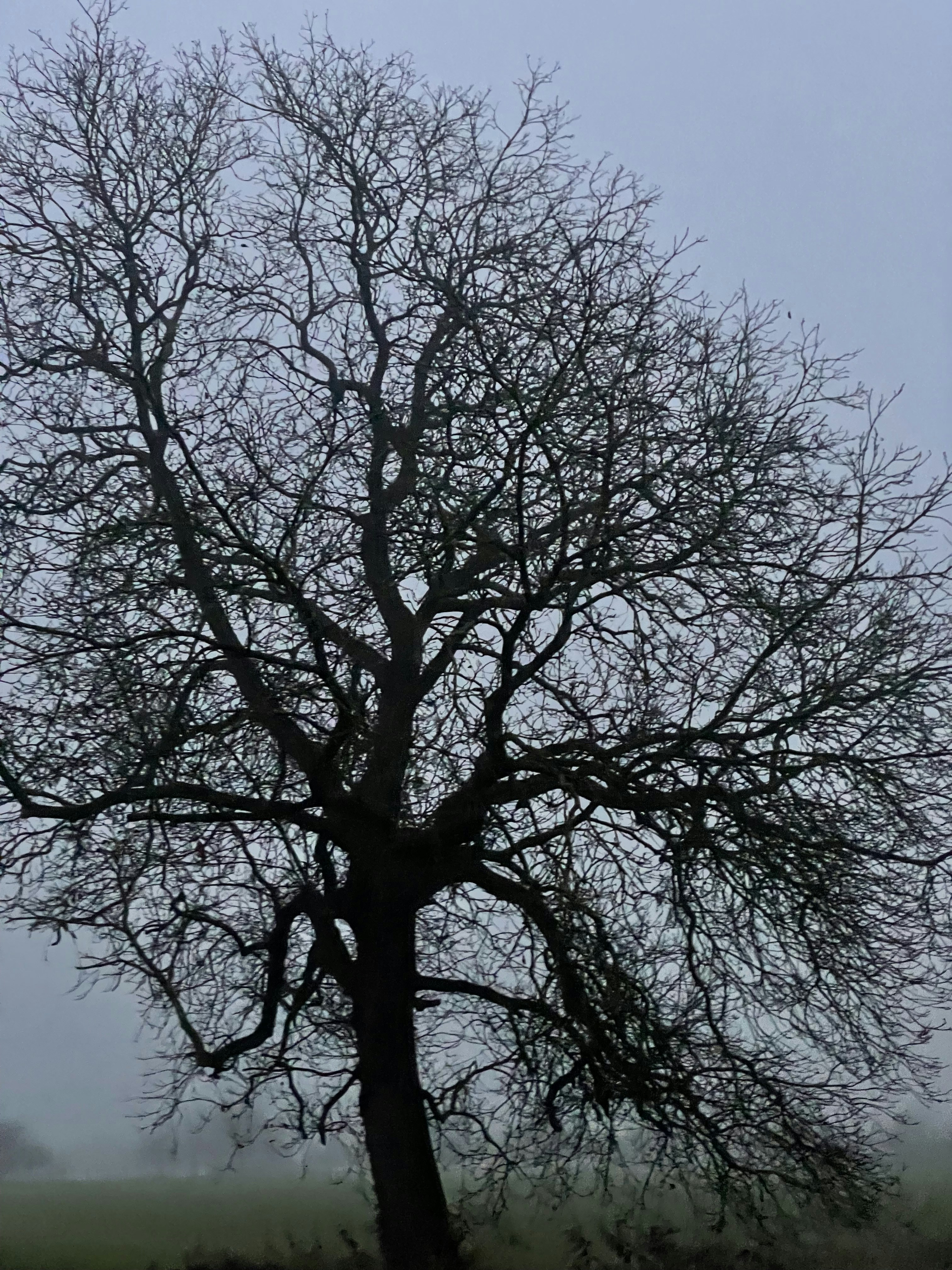 A tree with no leaves photo – Free Tree Image on Unsplash