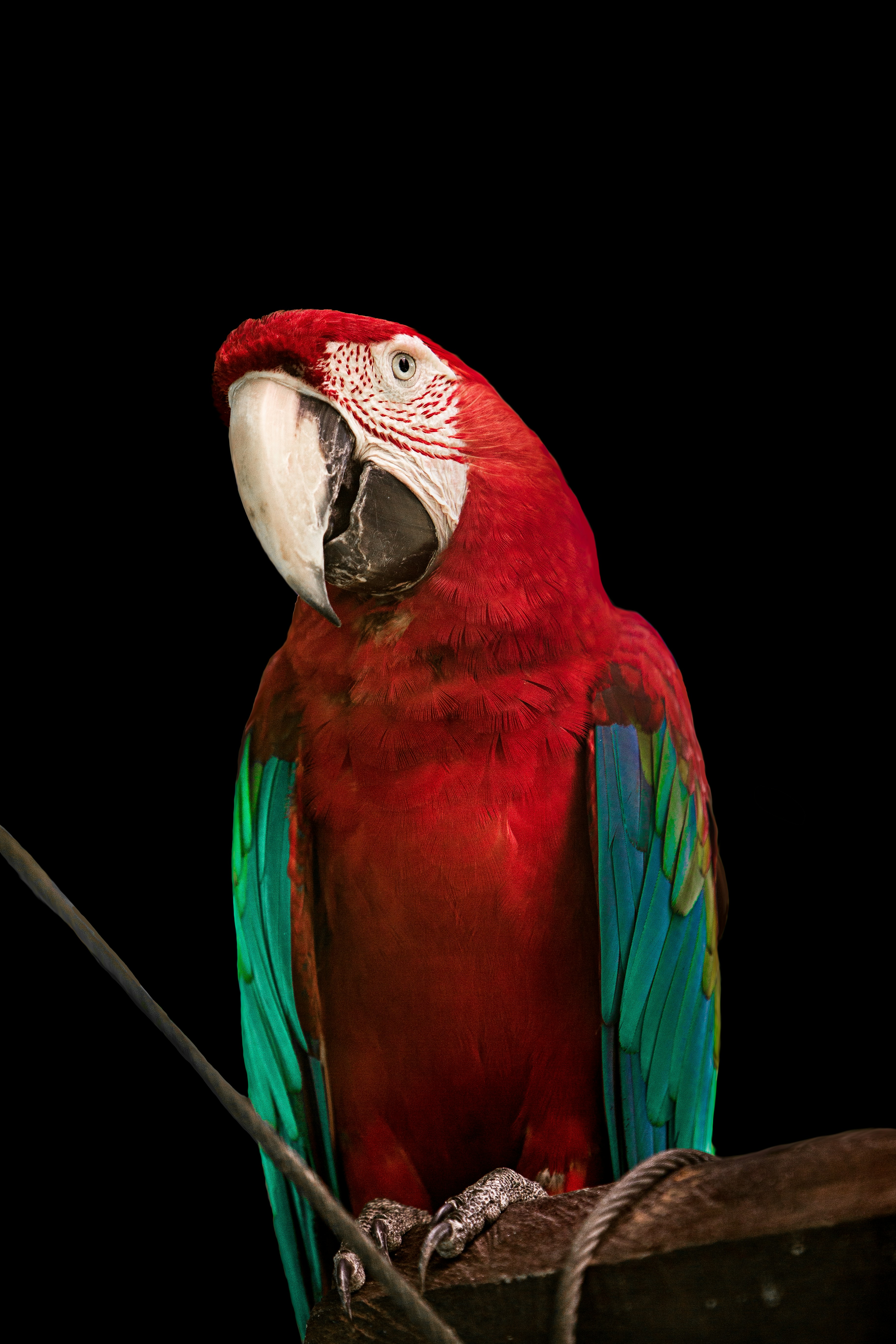 a colorful bird on a branch