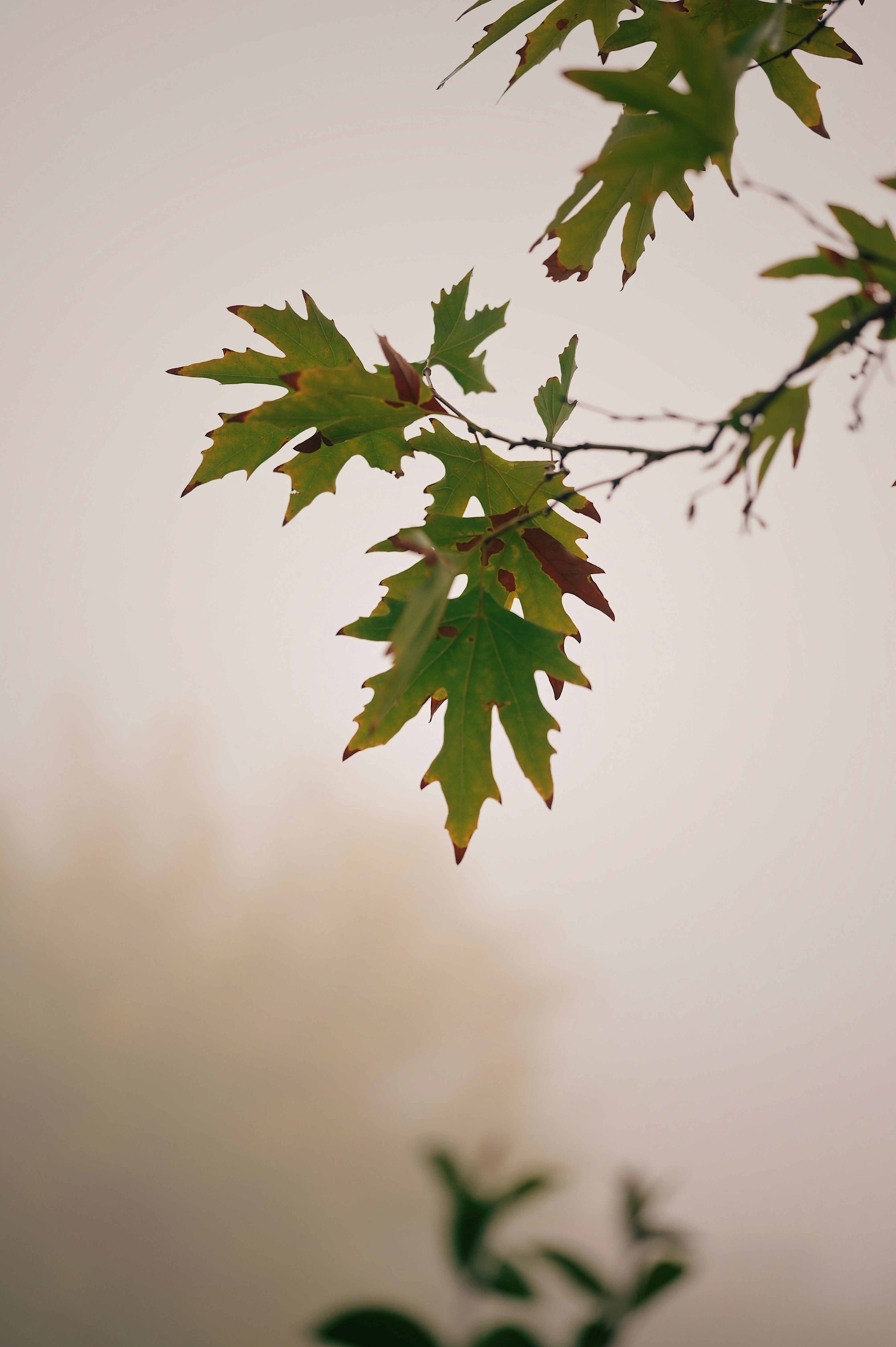a tree branch with leaves
