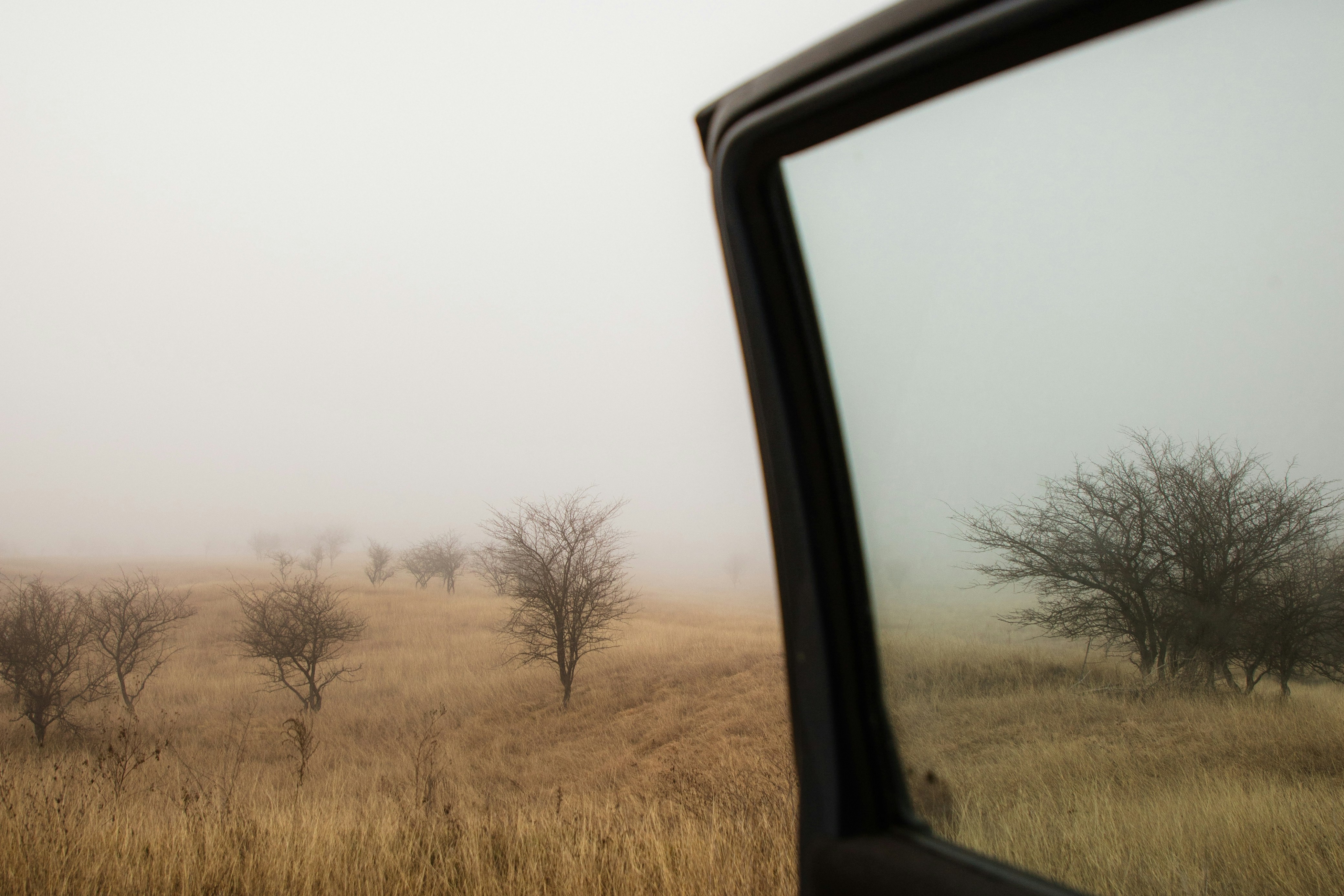Fog-Forged Quiet: Distant Oaks Framed by a Car's Side Mirror