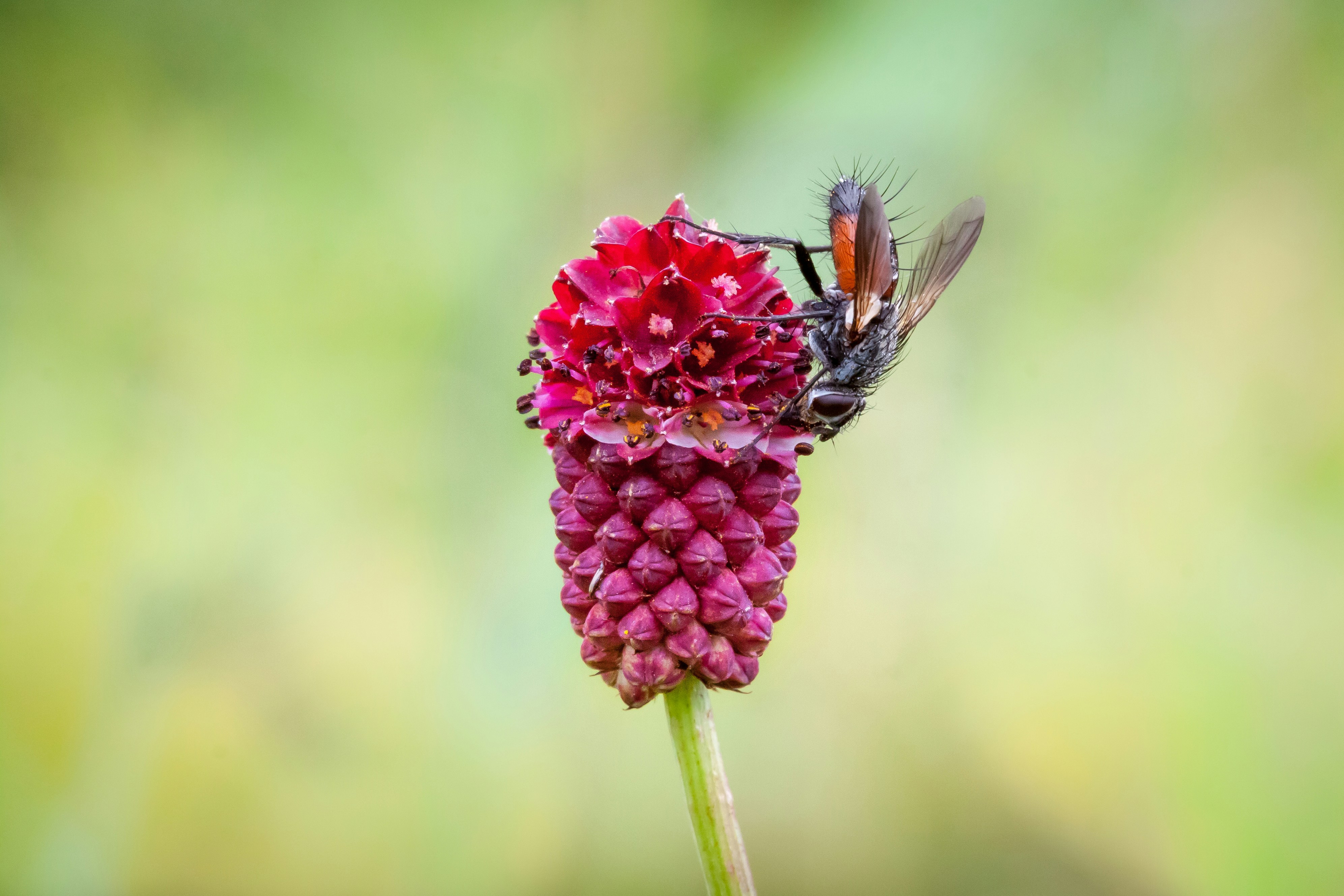 Buzzing in Bloom: A Crimson Cone and a Hovering Pollinator