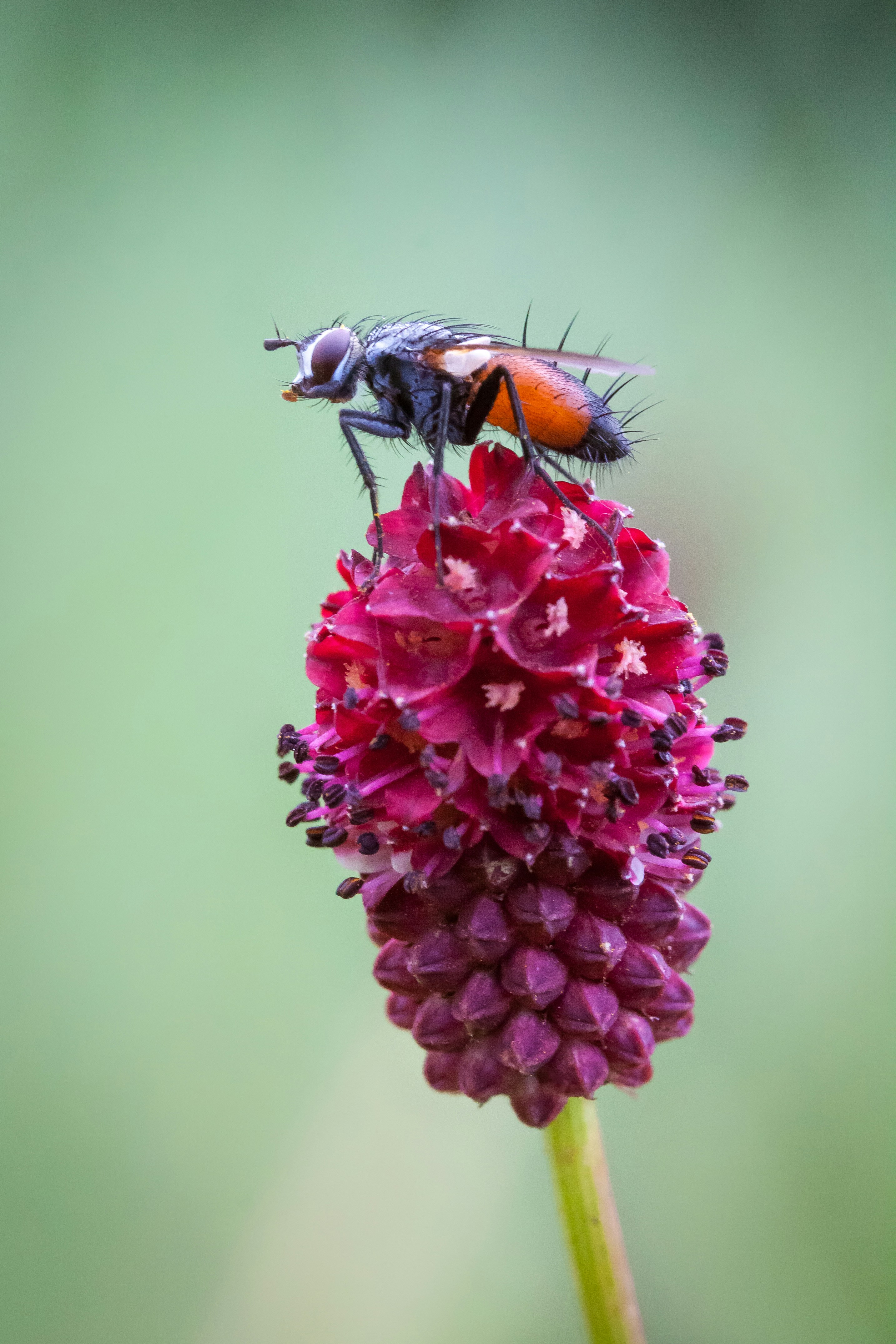 Orange-Tipped Hoverfly on a Magenta Flower Spike