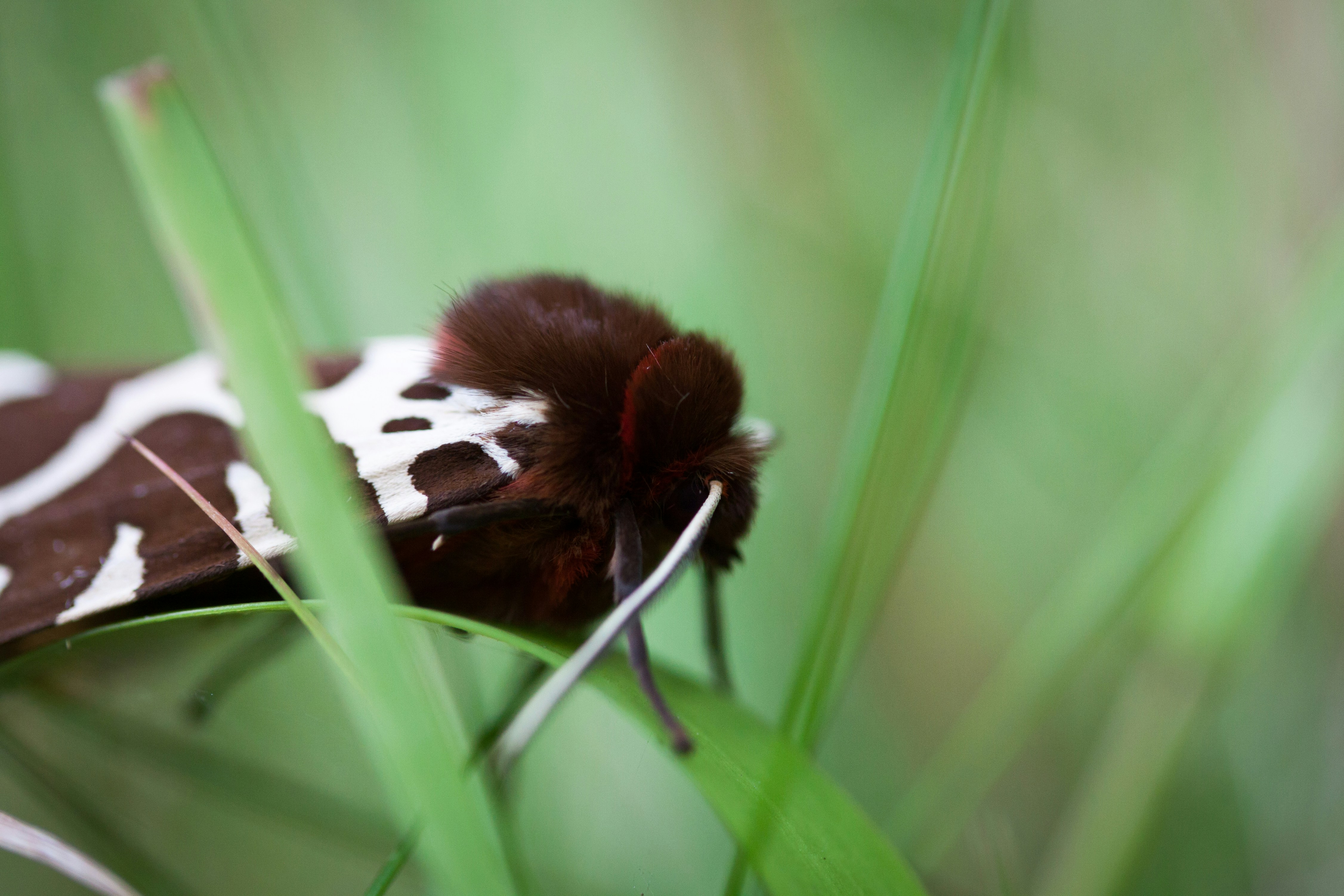 Close-up of a brown-and-white moth nestled among green blades