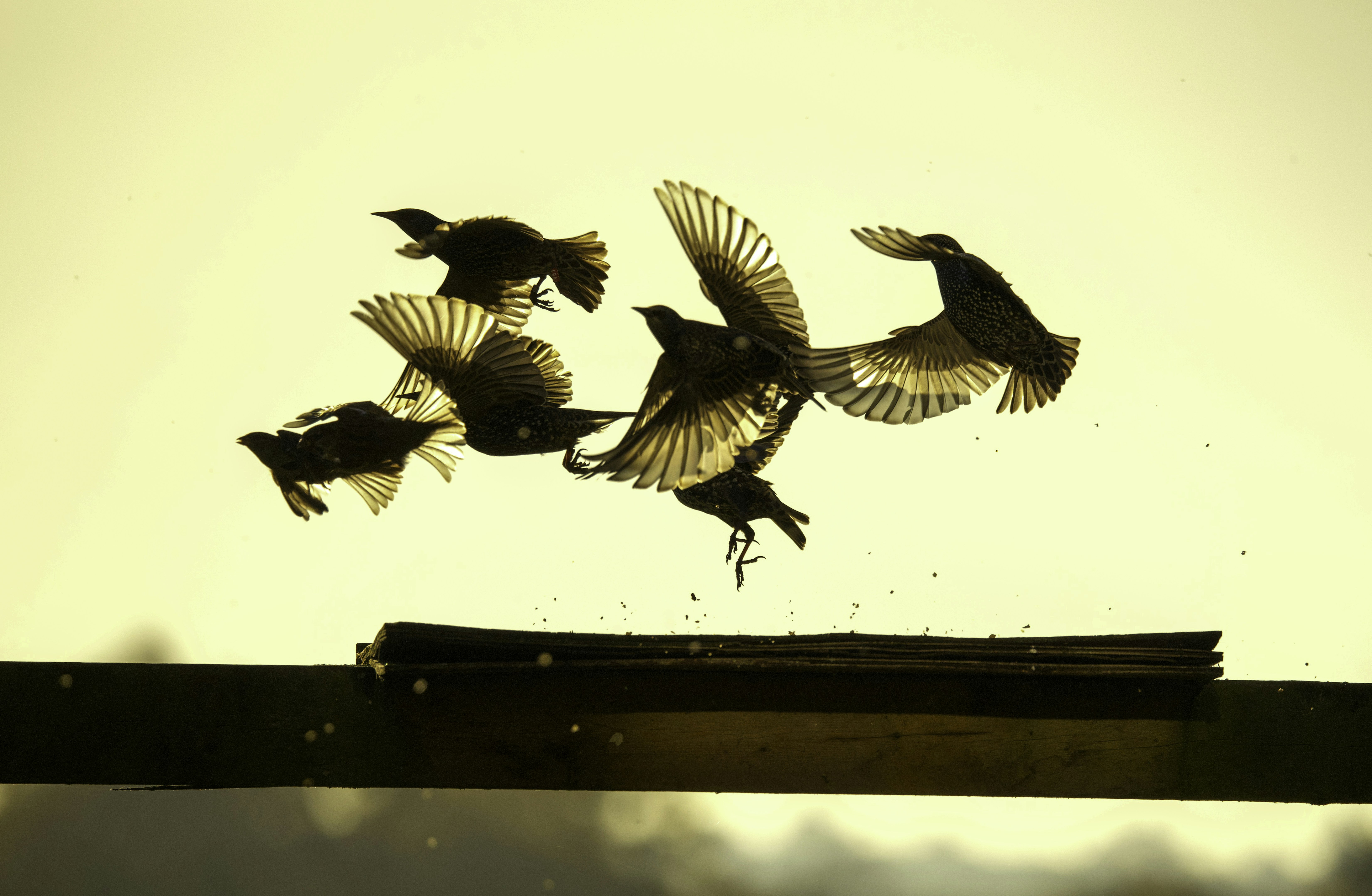Sunlit Flight: Silhouetted Flock Rising from a Narrow Beam