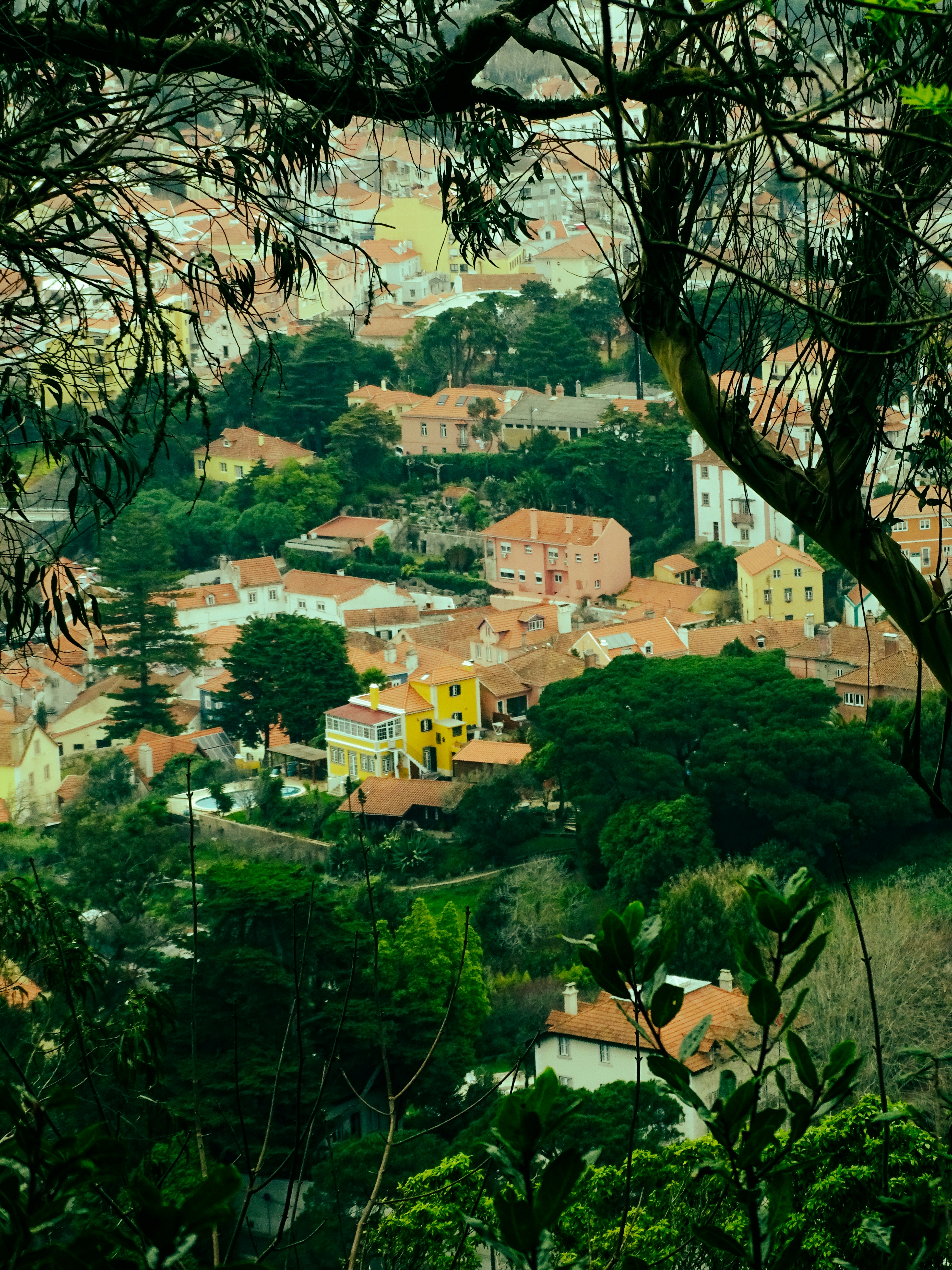 a group of houses in a wooded area