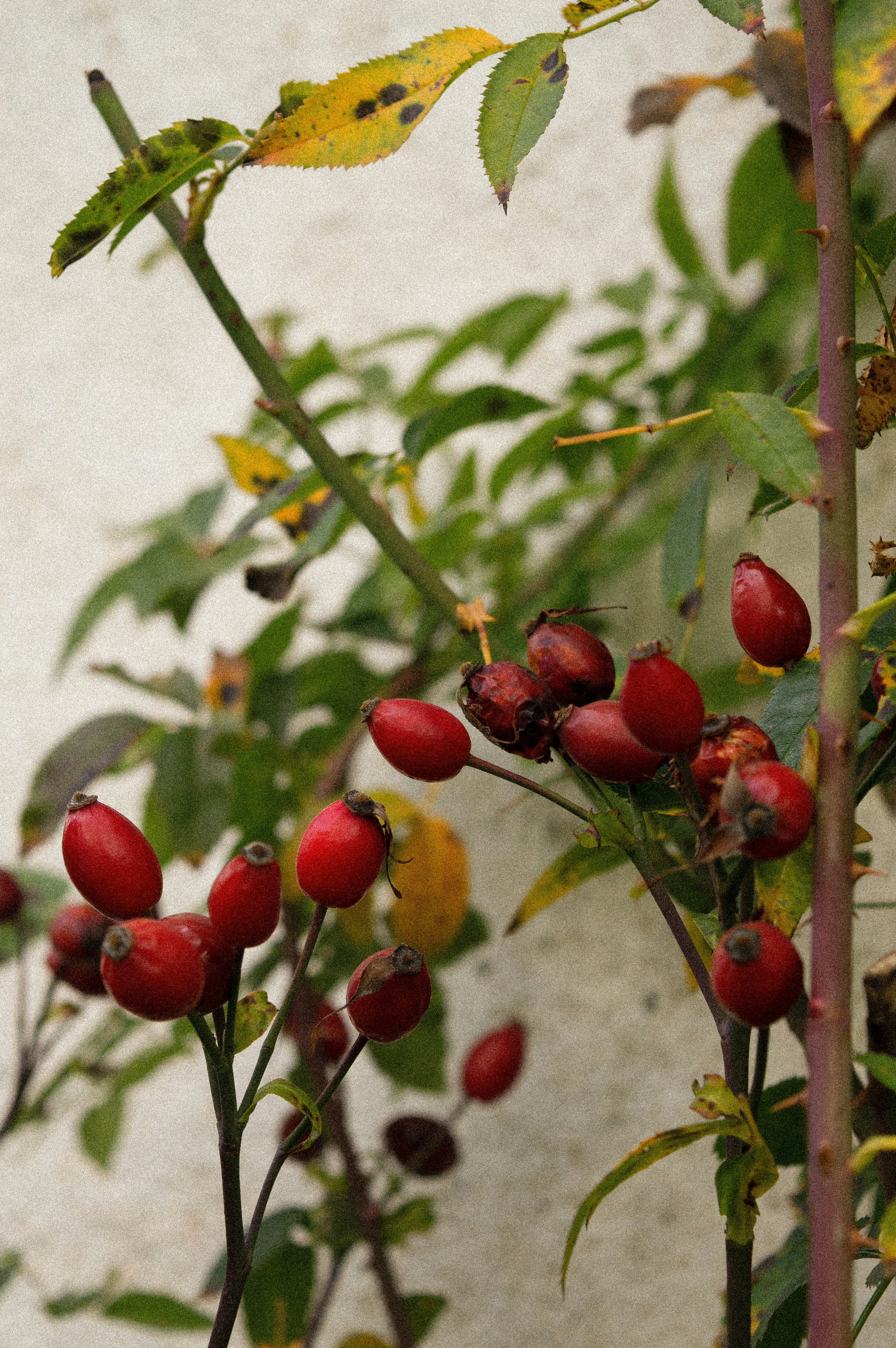 a close-up of some berries