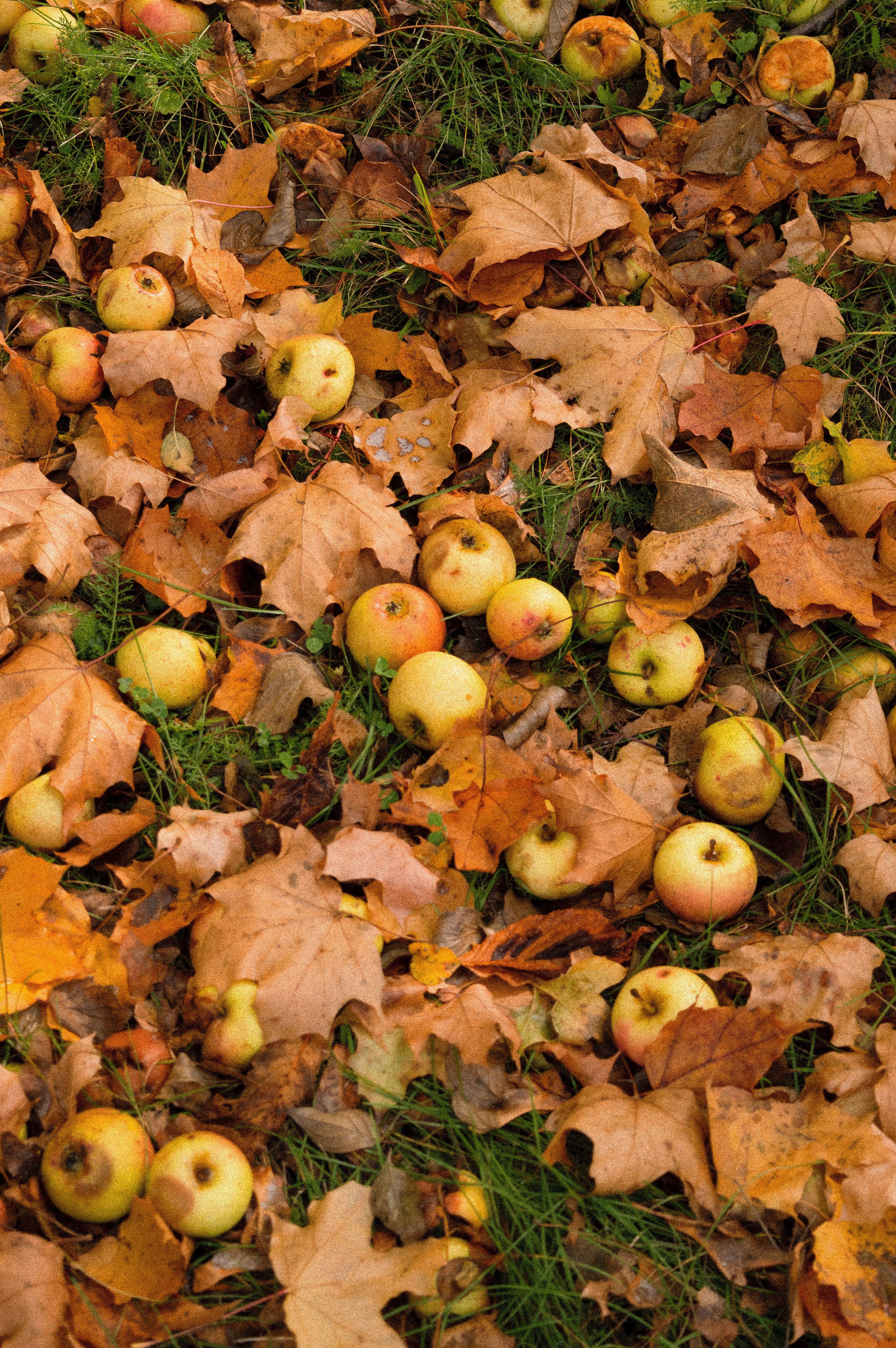 Autumn's Carpet: Apples Nestled Among Amber Leaves