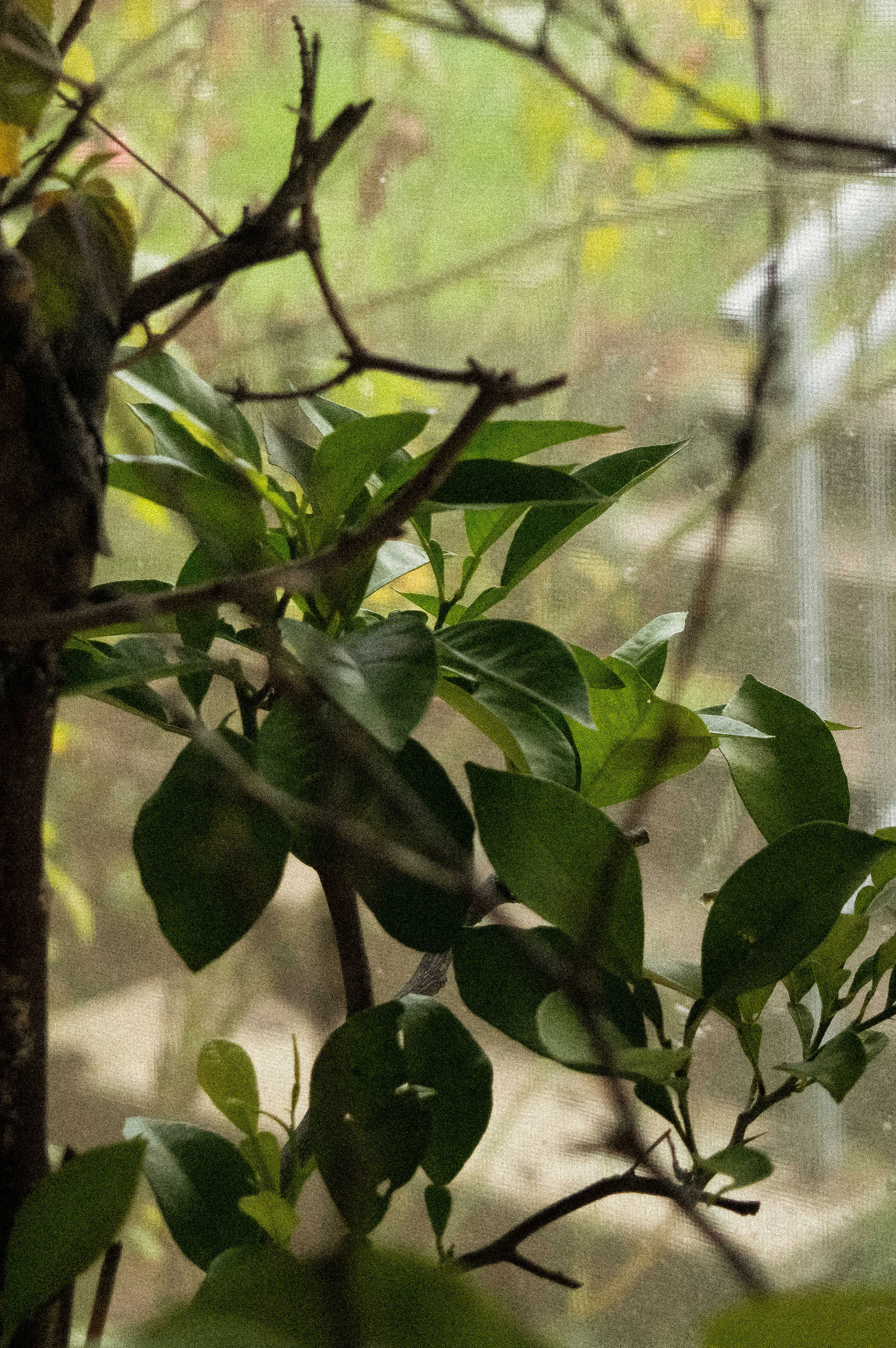 a tree with green leaves