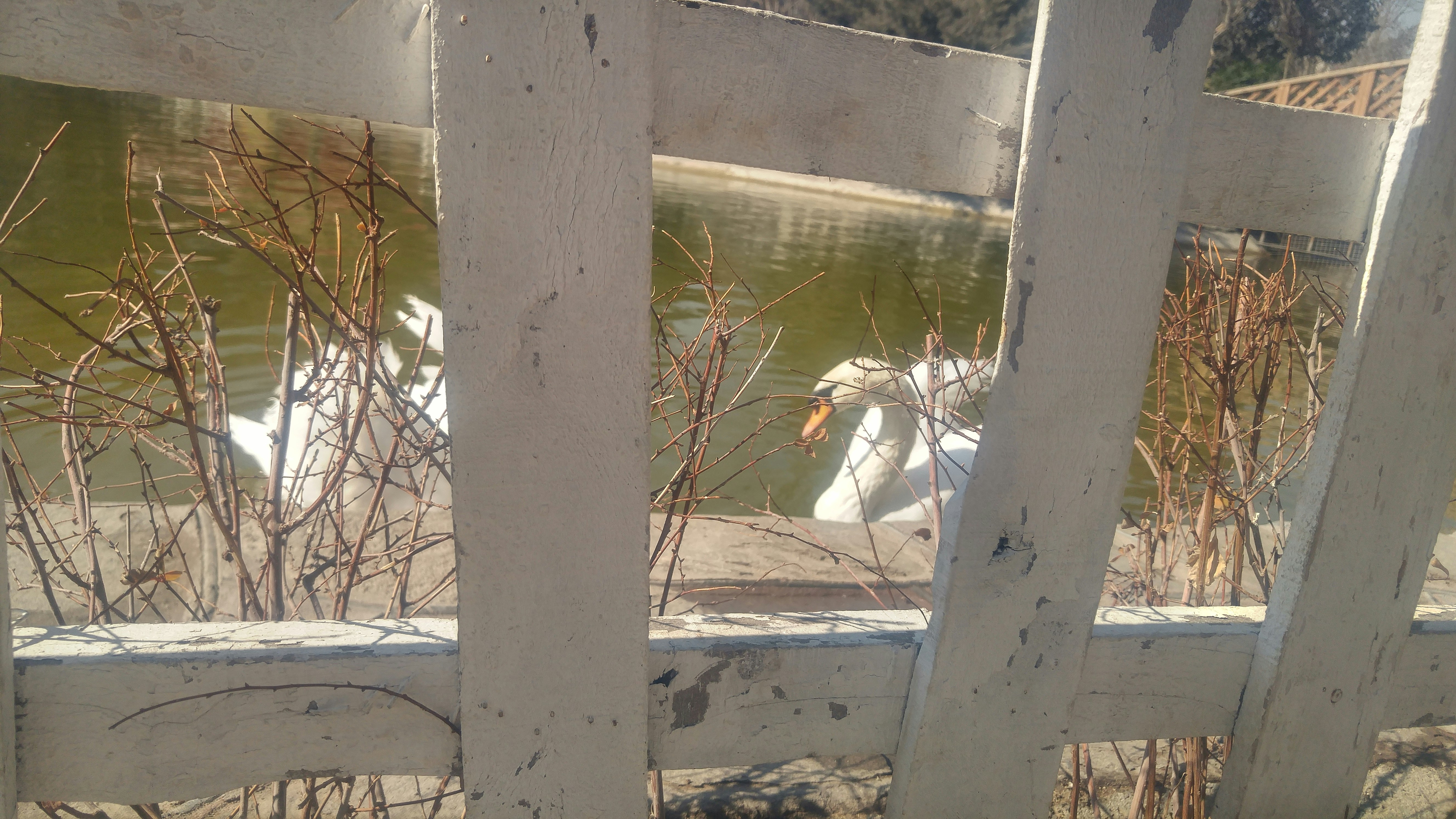 White swan near a pond edge seen through a weathered railing, with branches in foreground and calm water in the background.