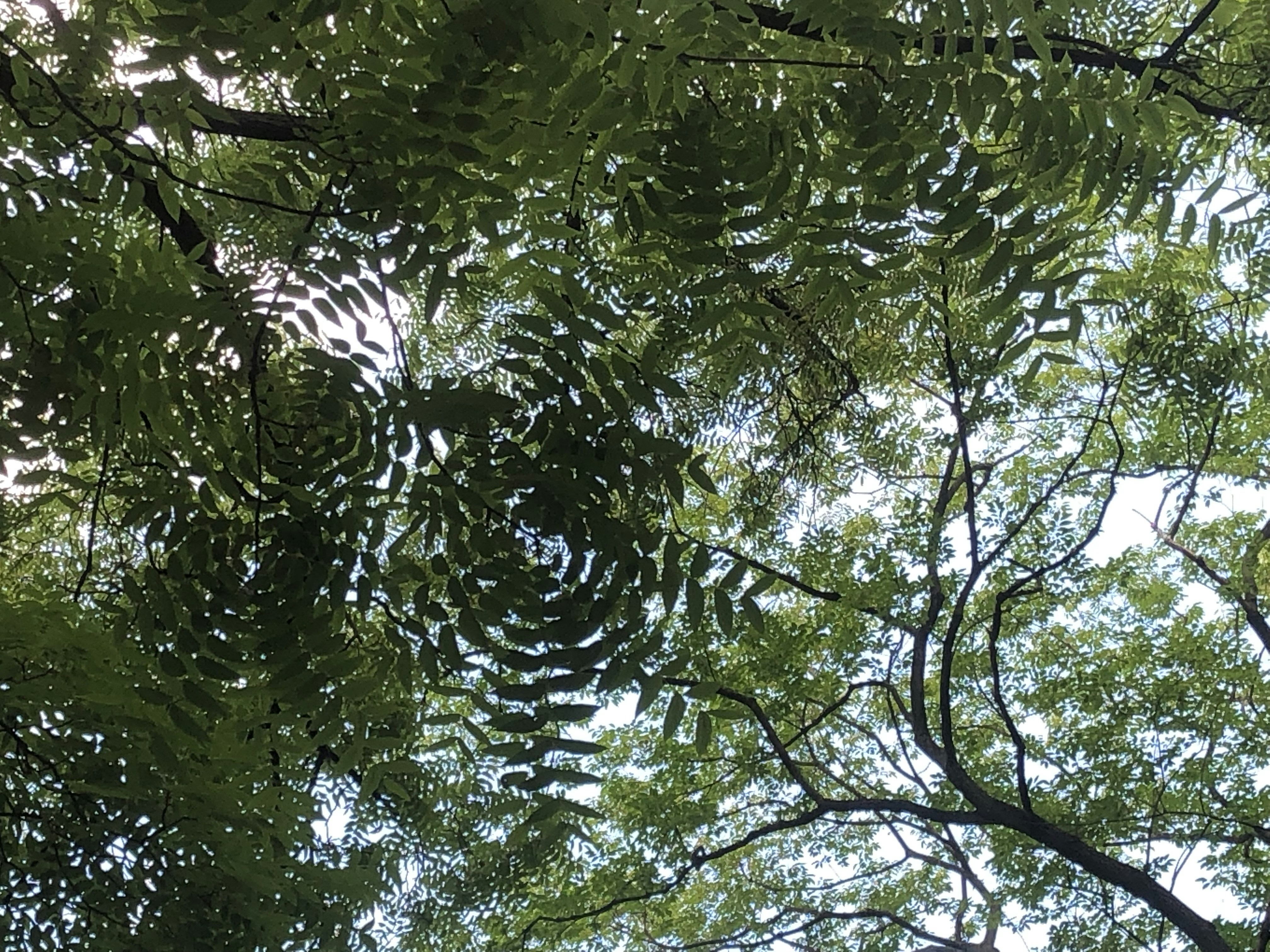 Photo by Eszter Keszthelyi with Apple iPhone 8