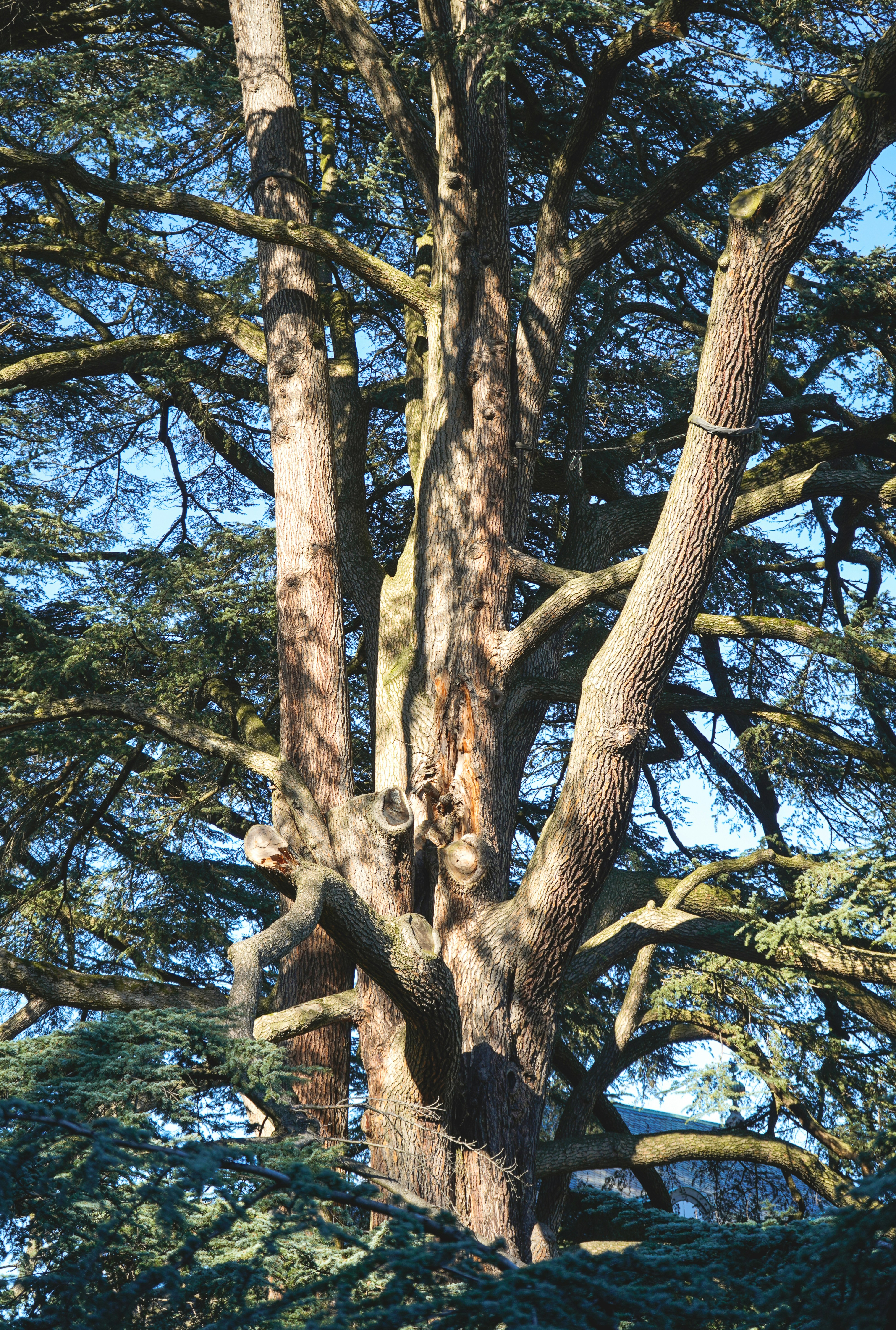 A tree with many branches photo – Free Geneva Image on Unsplash