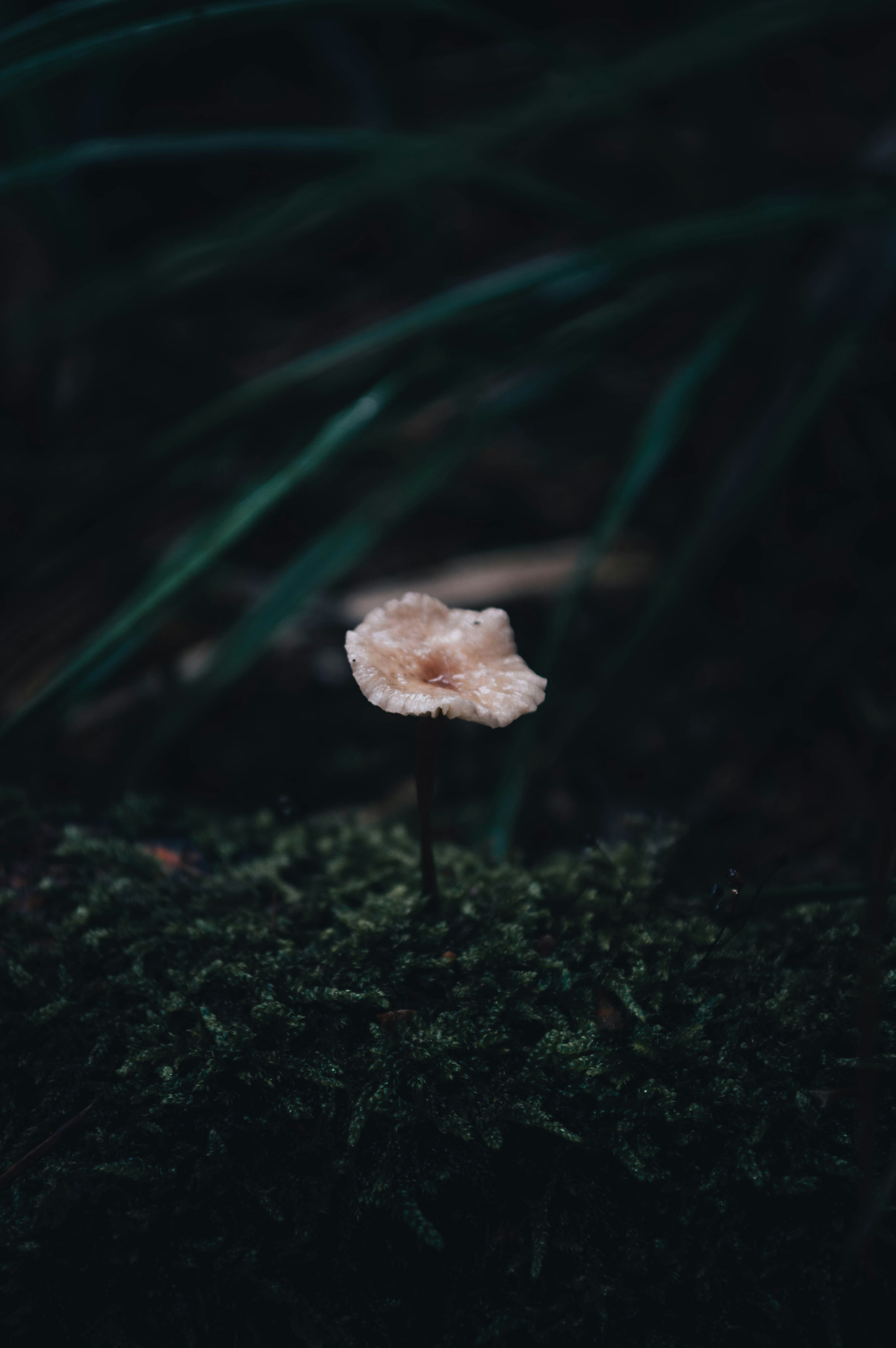 Moss-Soft Spotlight: A Solitary Mushroom in Deep Shade