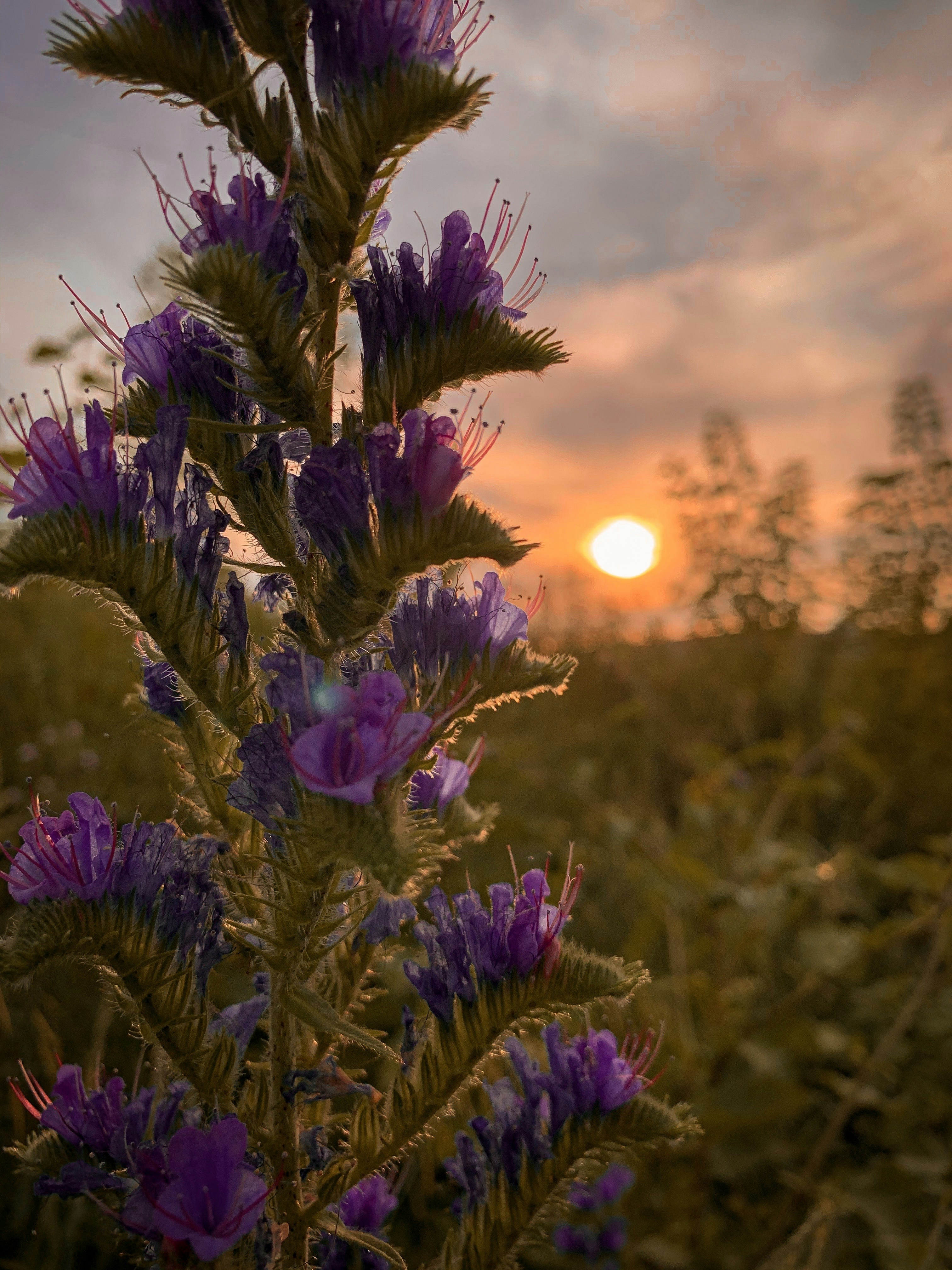 a close up of purple flowers