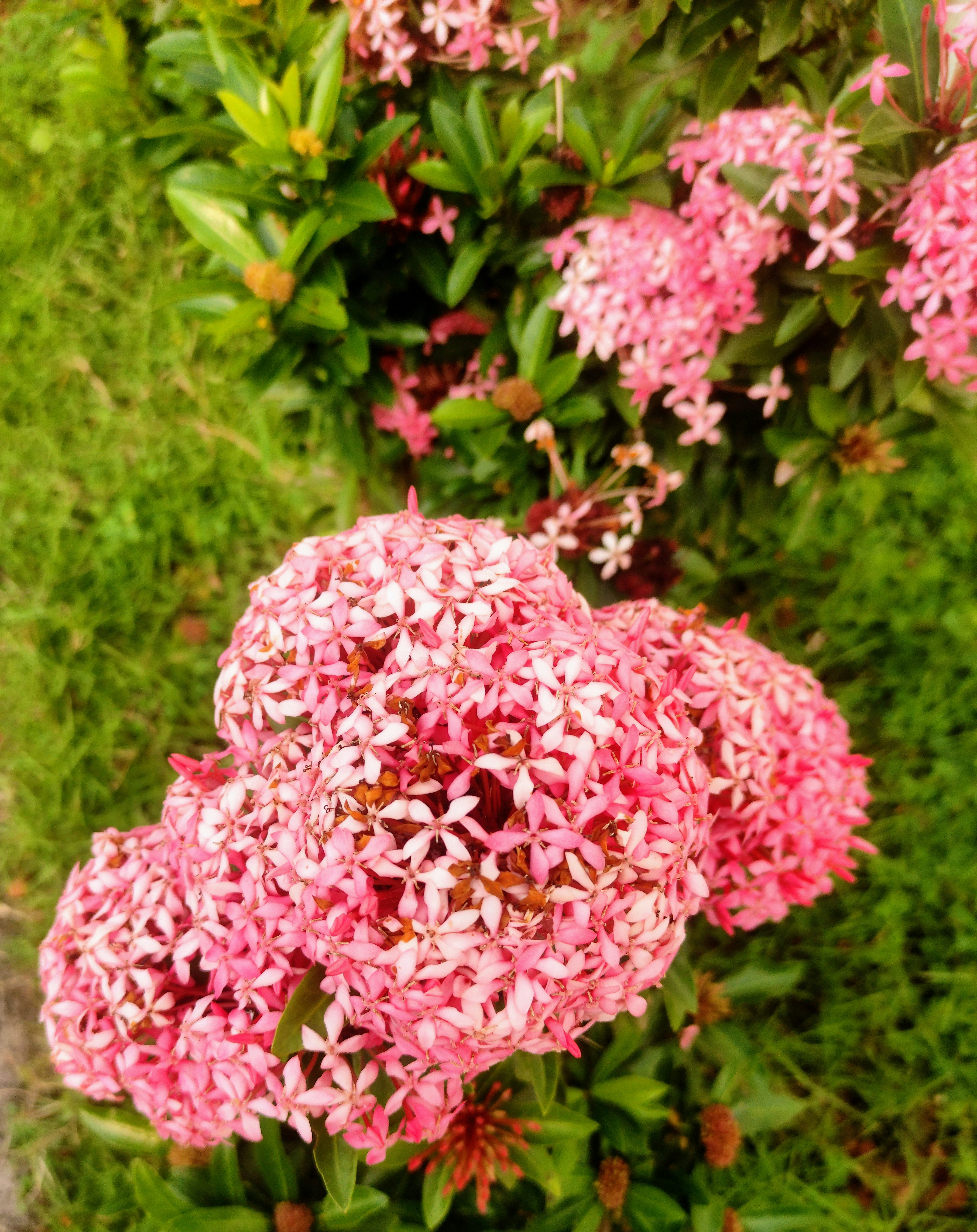 Close-up photograph of pink hydrangea clusters with lush green foliage in the background.