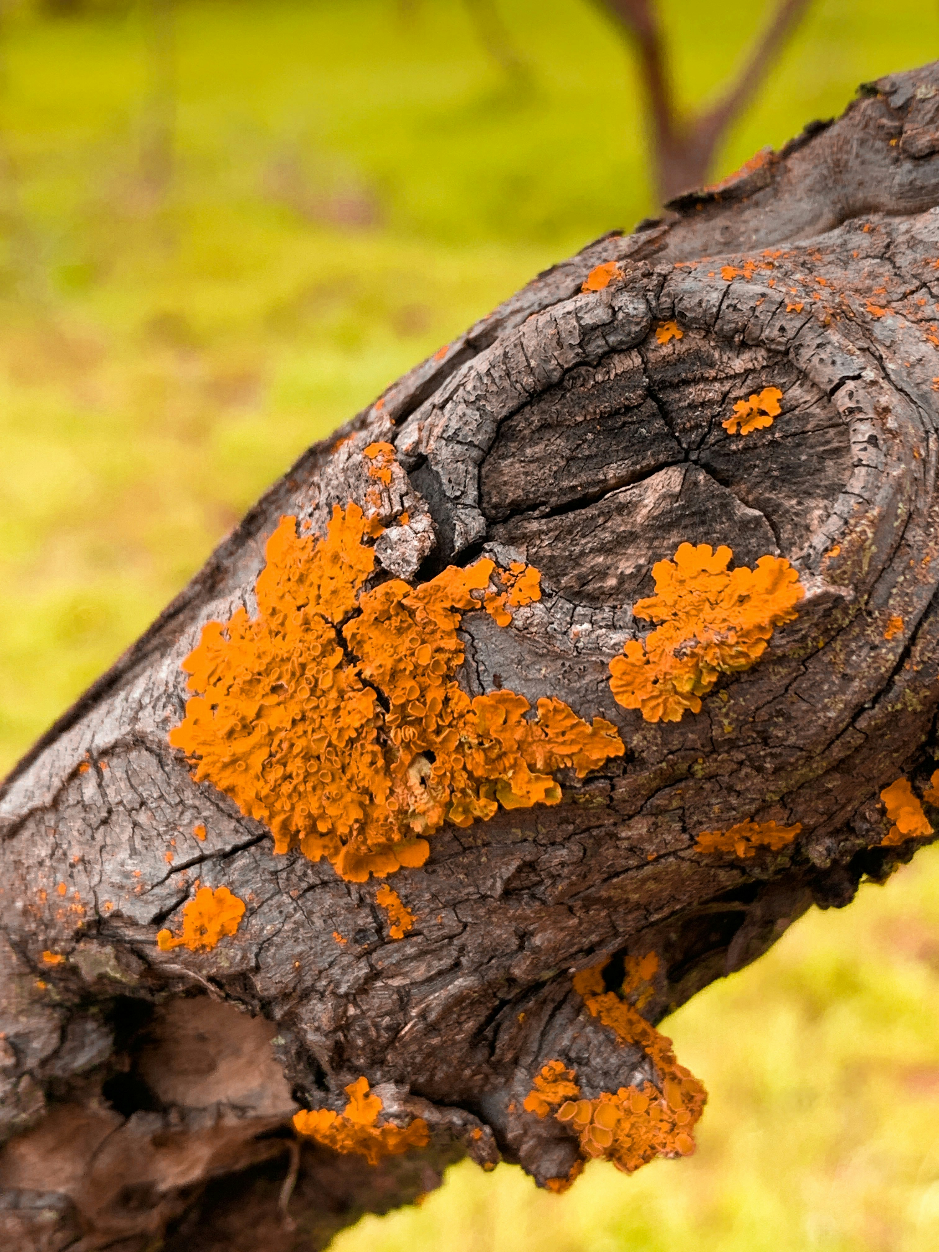 Crackled Bark, Bright Orange Lichen: a Macro Moment on a Weathered Trunk