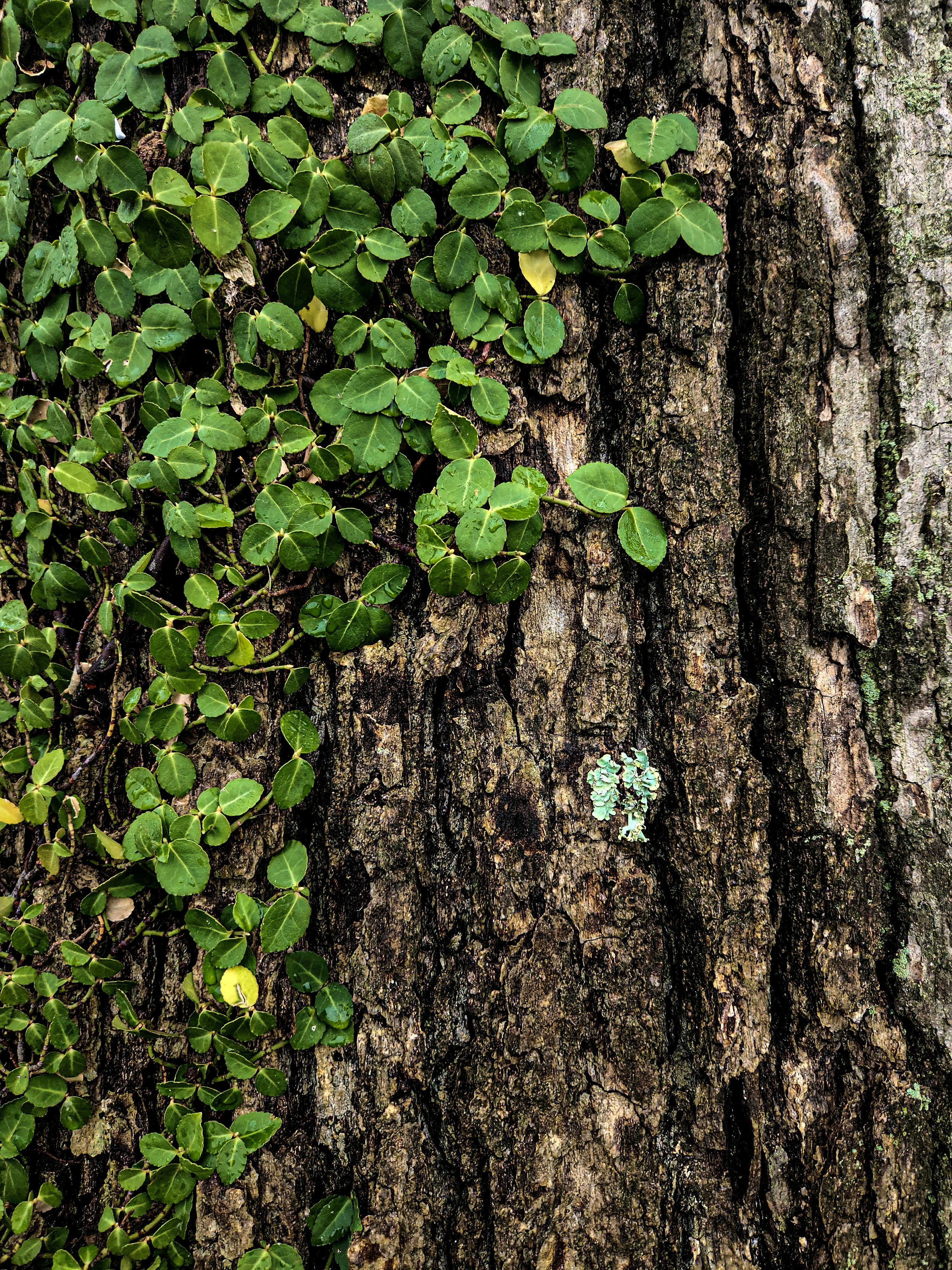 A tree trunk with green leaves photo – Free Plant Image on Unsplash