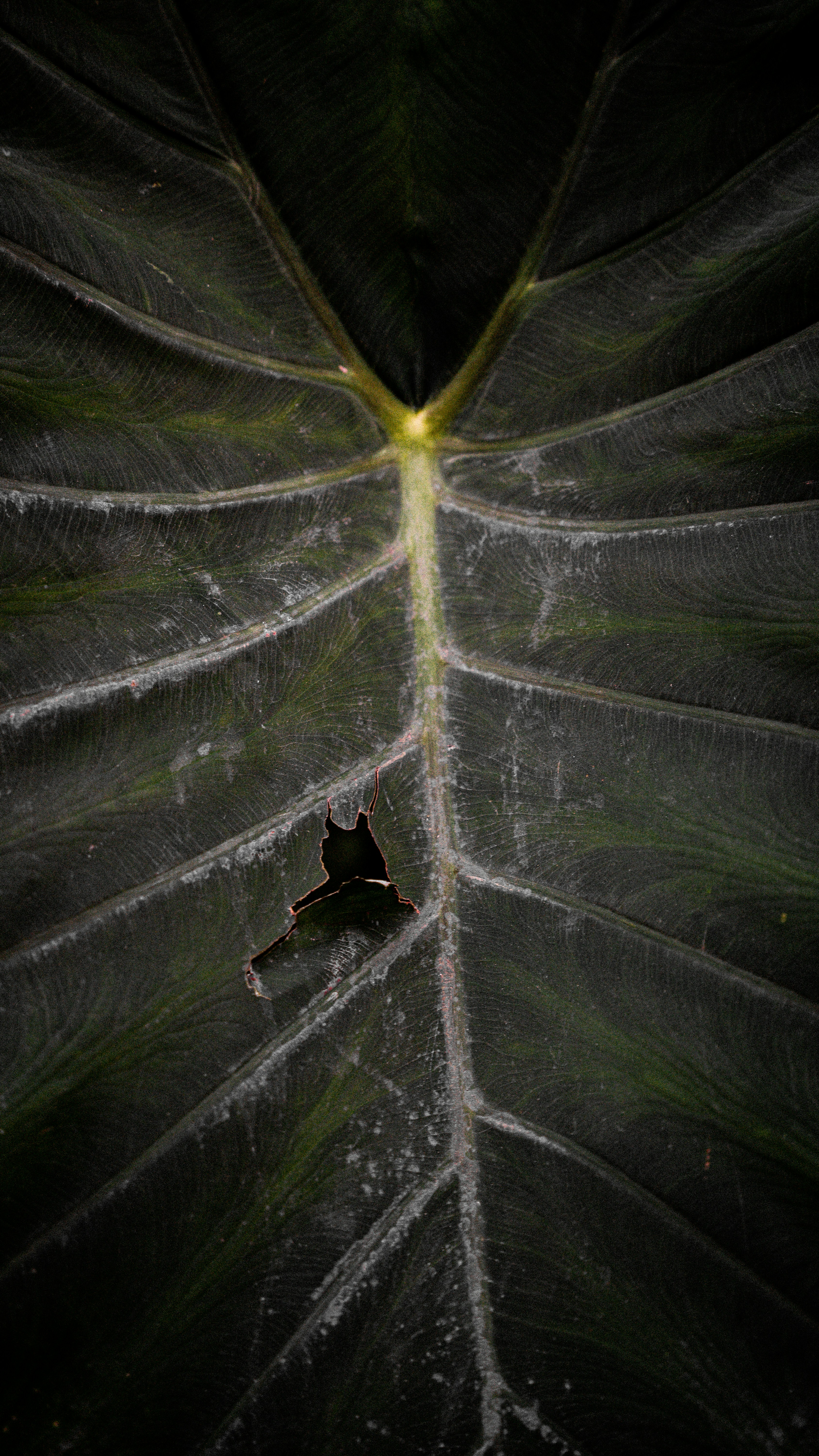 a bug on a leafHarrison Mitchell