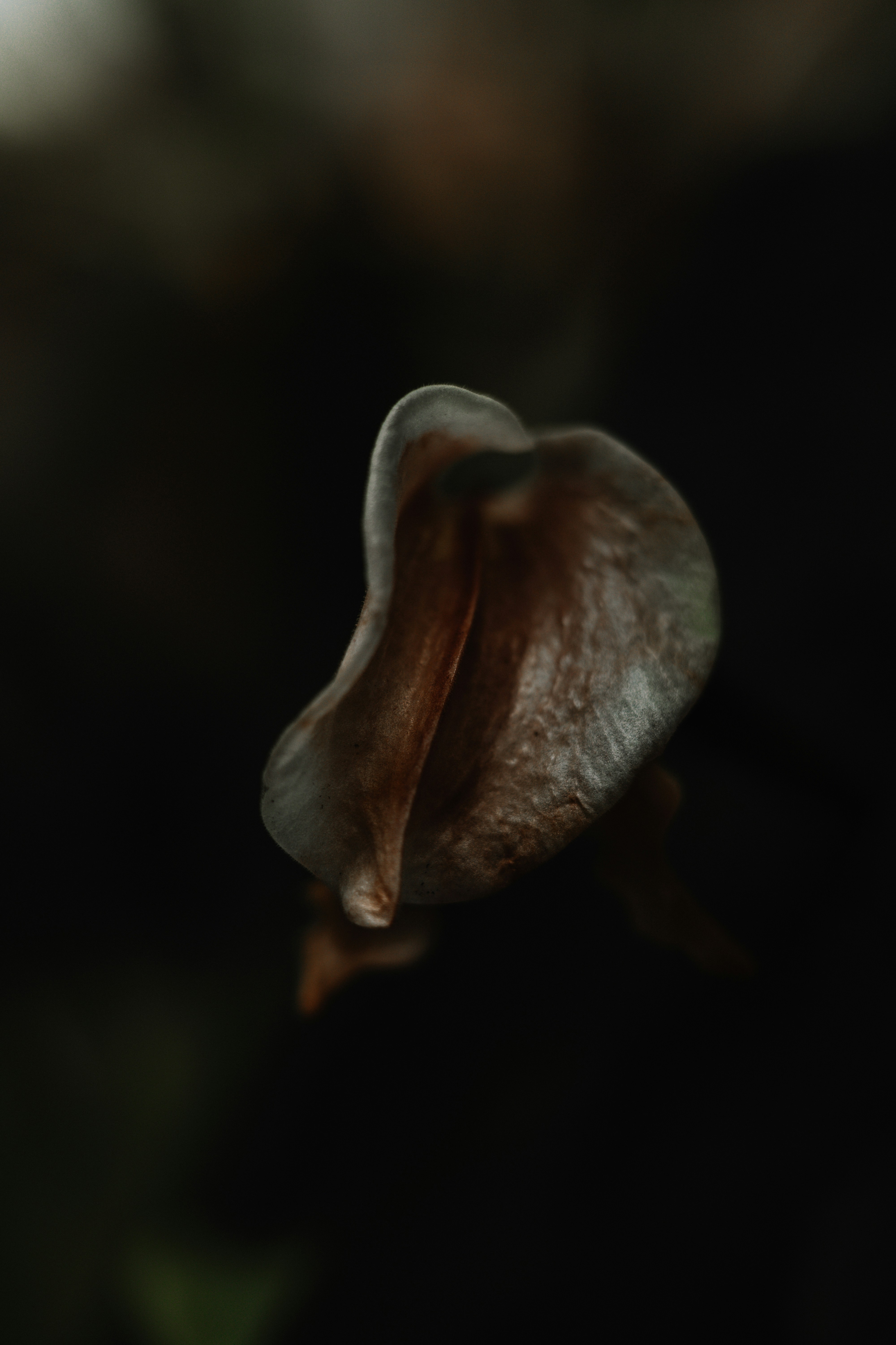 Cloaked in Shadow: The Curled Brown Seed Pod in Velvet Darkness