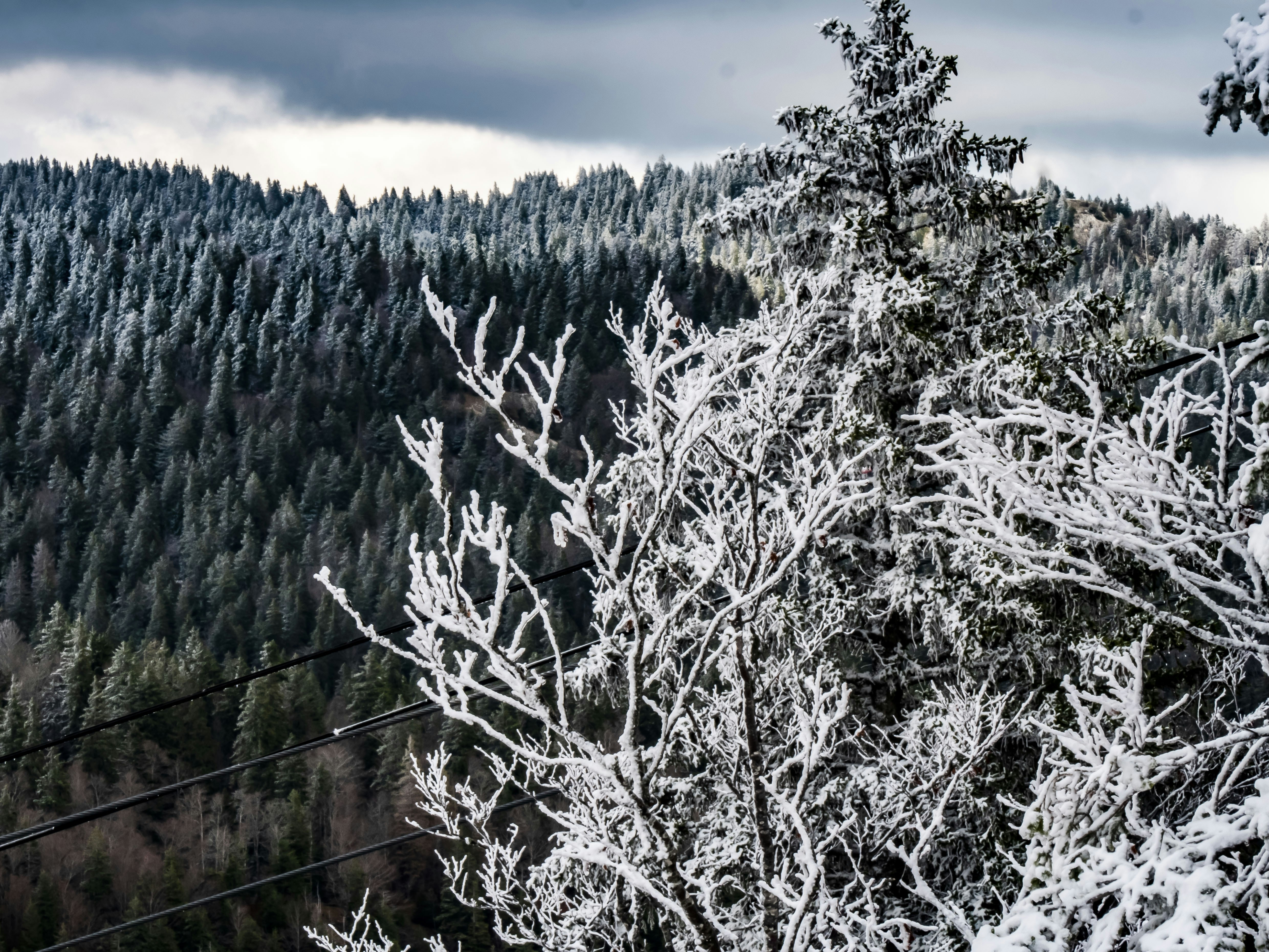 Frost-Fringed Branches Frame a Snow-Dusted Pine Landscape