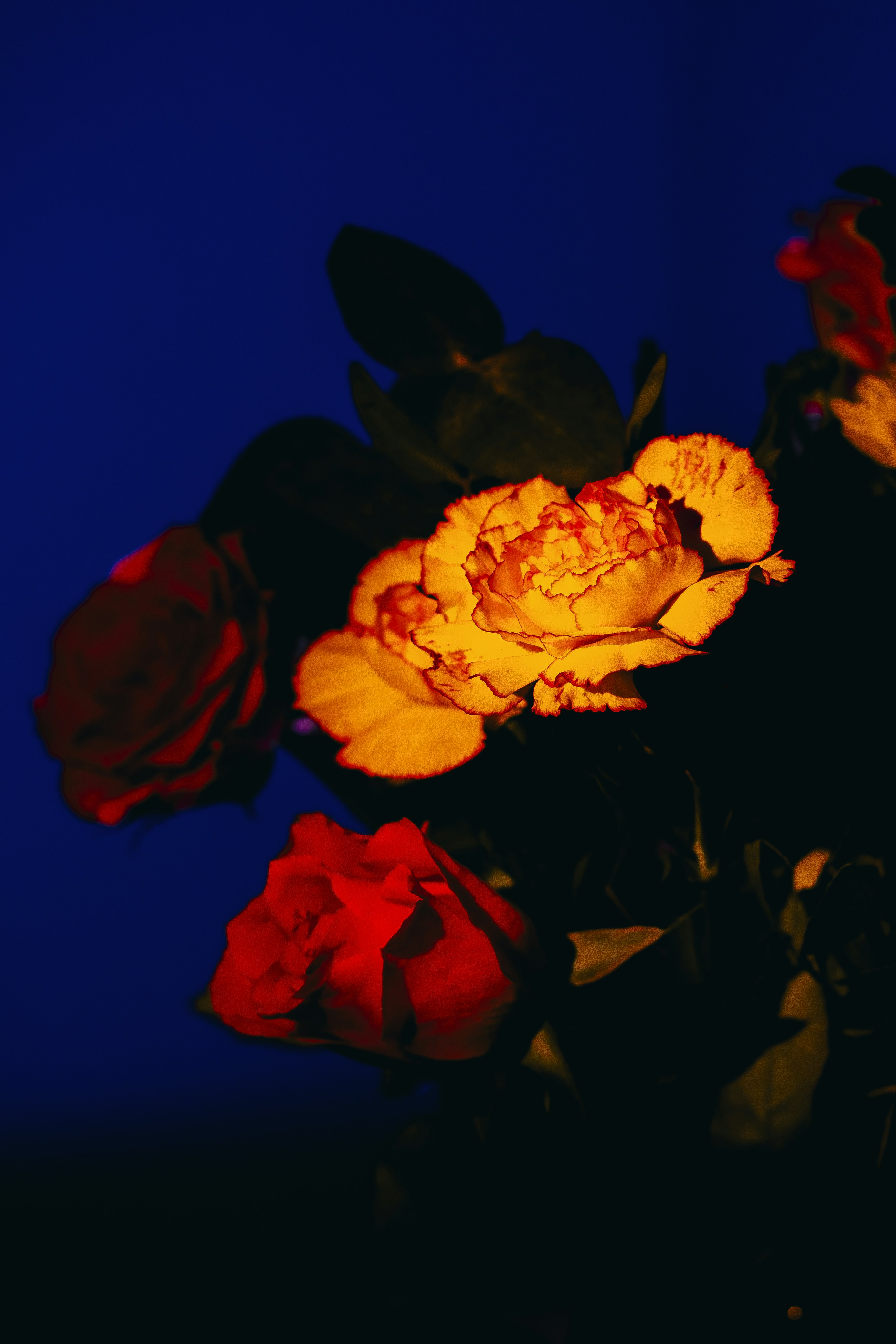 a group of flowers