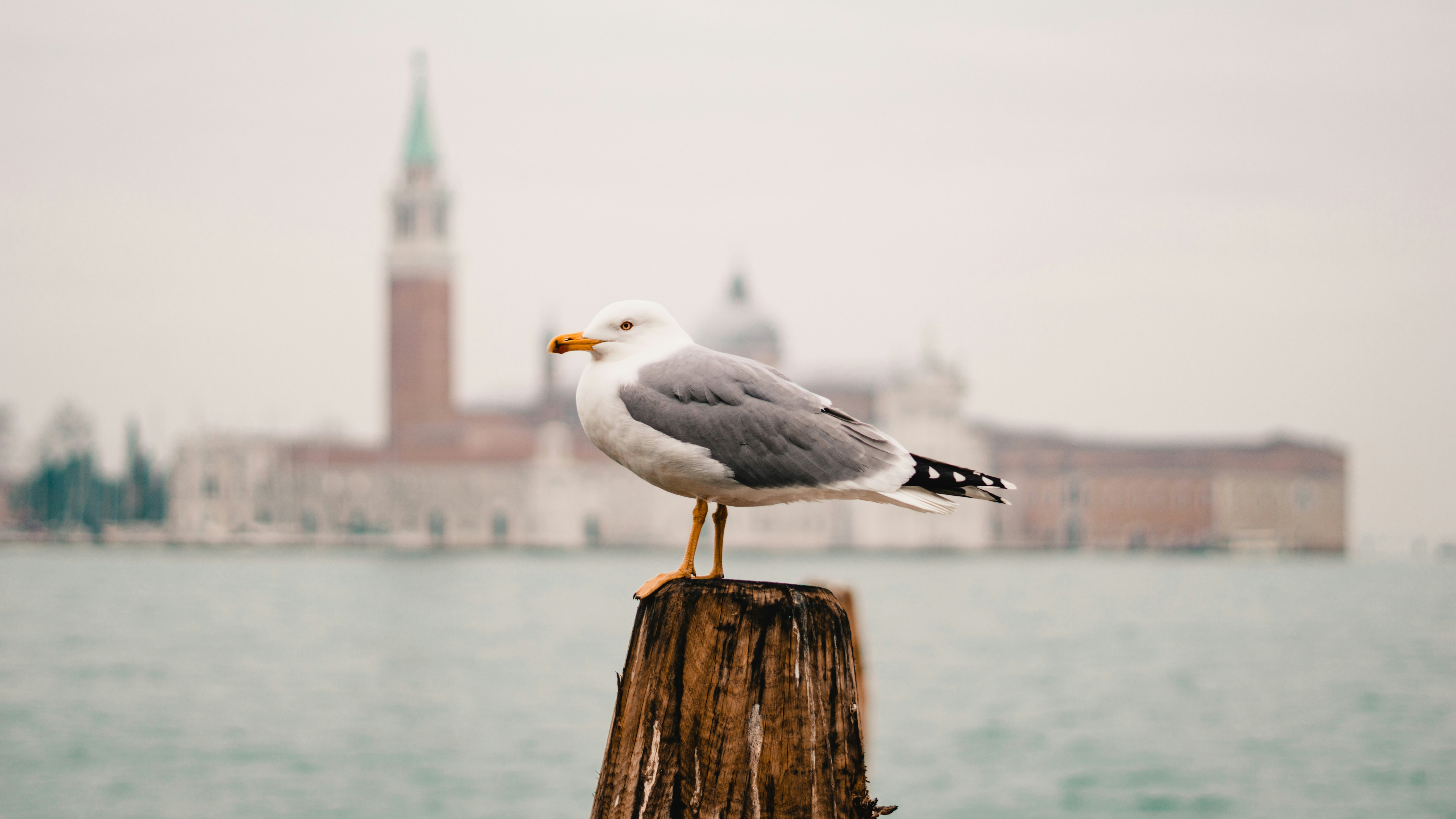Seagull on a Weathered Post Over a Misty Venetian Waterfront