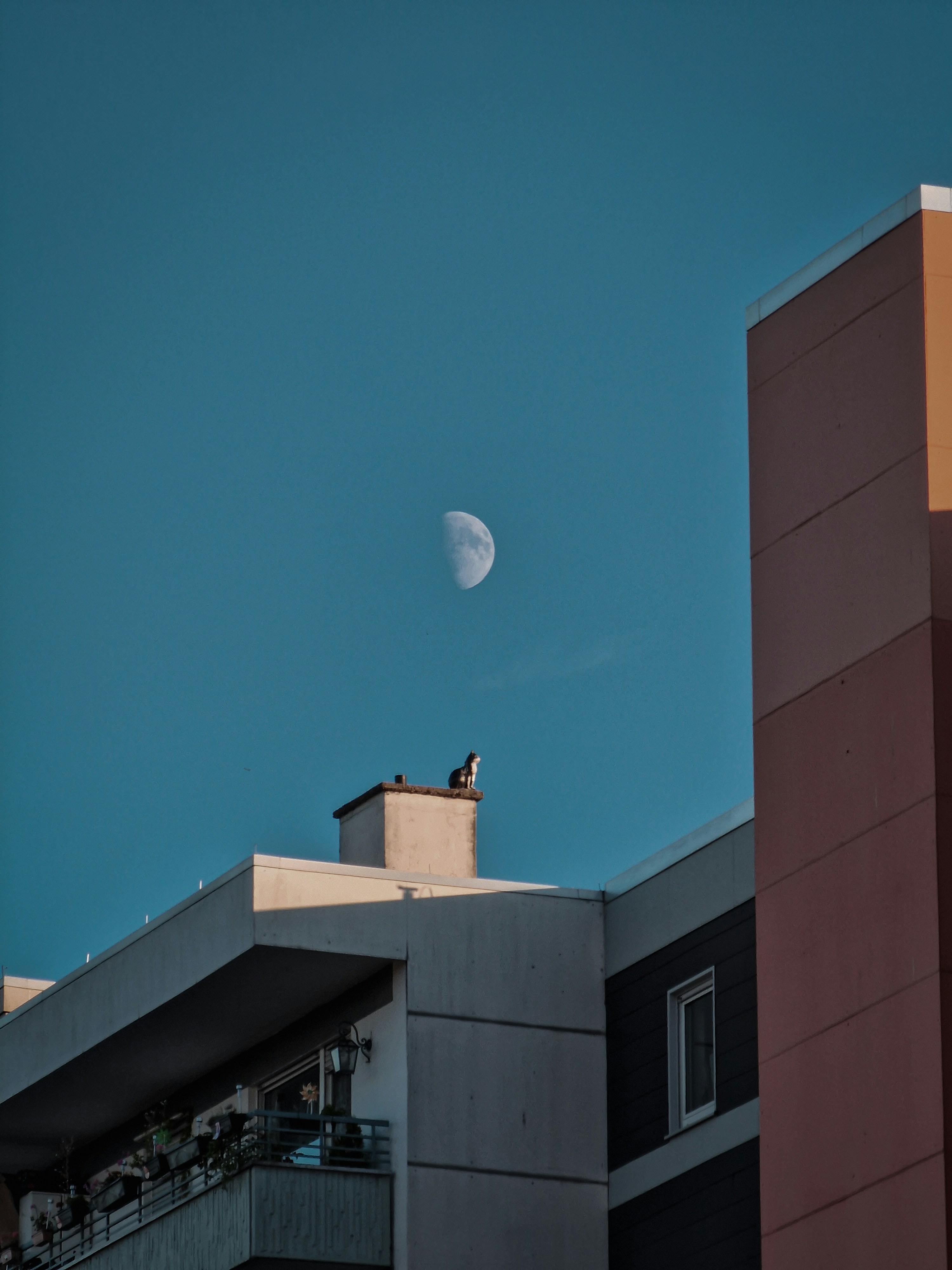 Crescent Moon over the Rooftop: A Cat on the Chimney