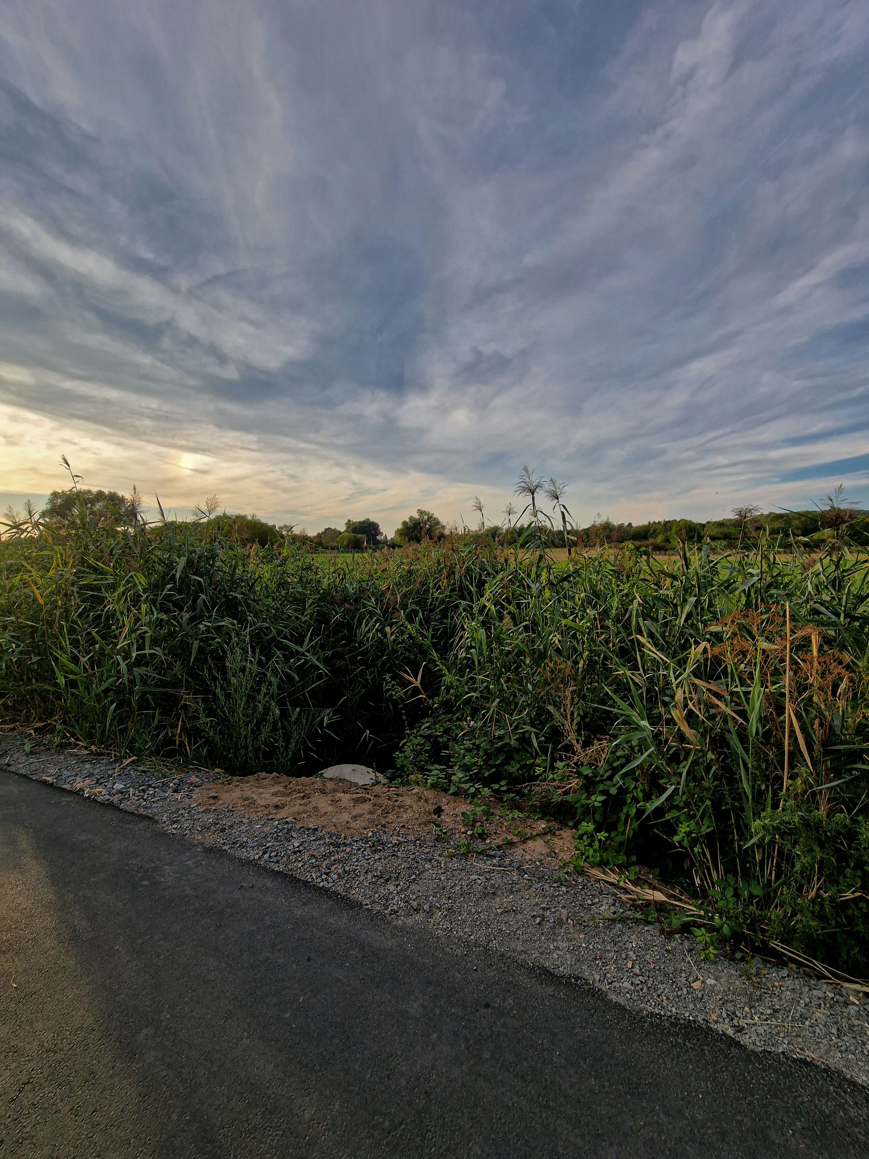 Golden Horizon over Reeds and Road Verge