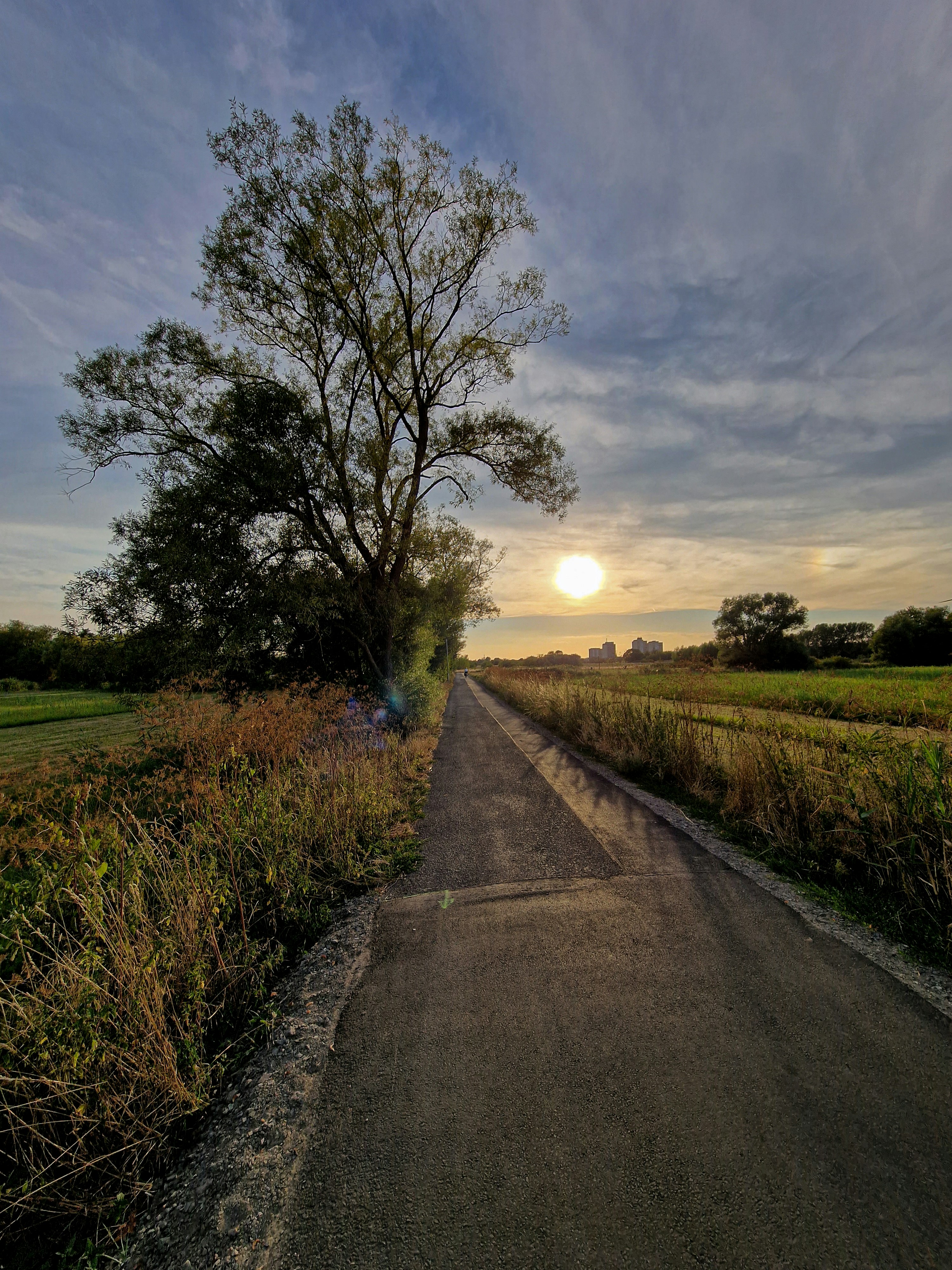 Sunset Path: A Lone Tree Framing the Road to a Distant Skyline