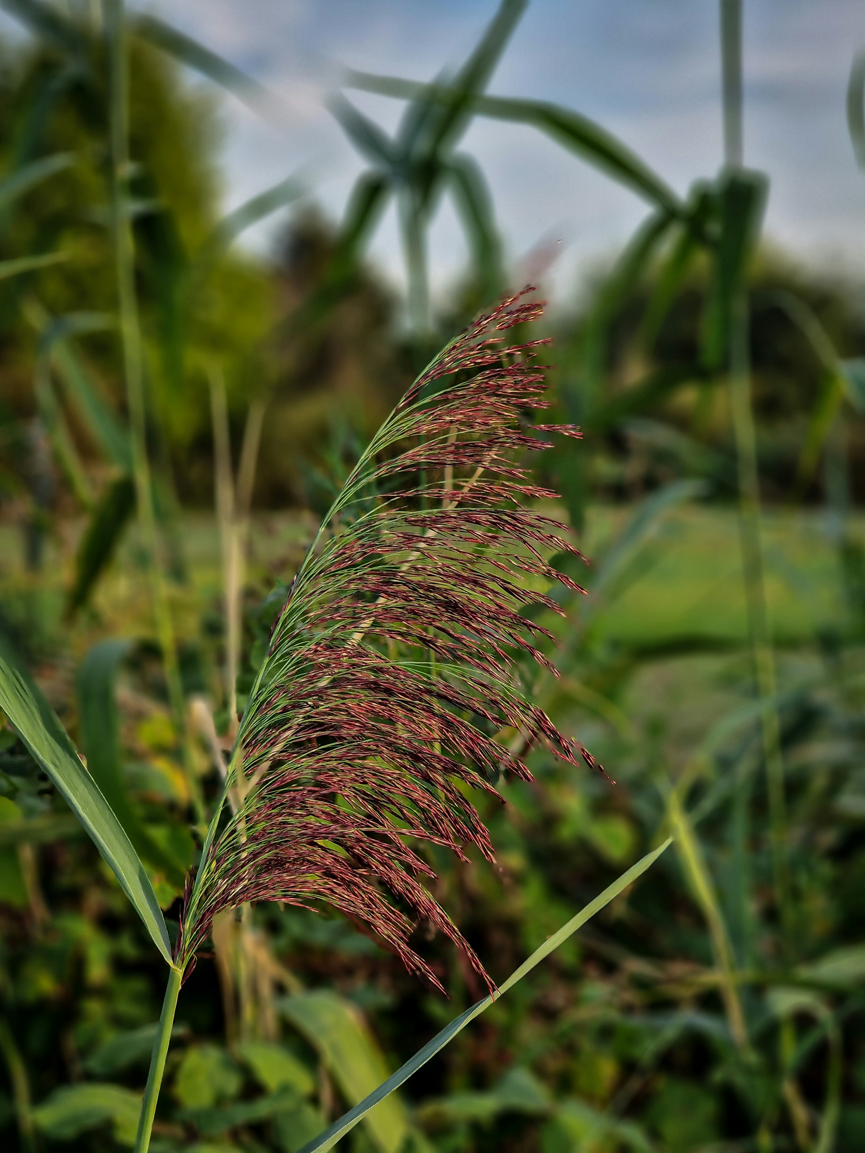 Graceful Grass Plume: Pink-tipped Seedhead Framed by a Summer Field Blur