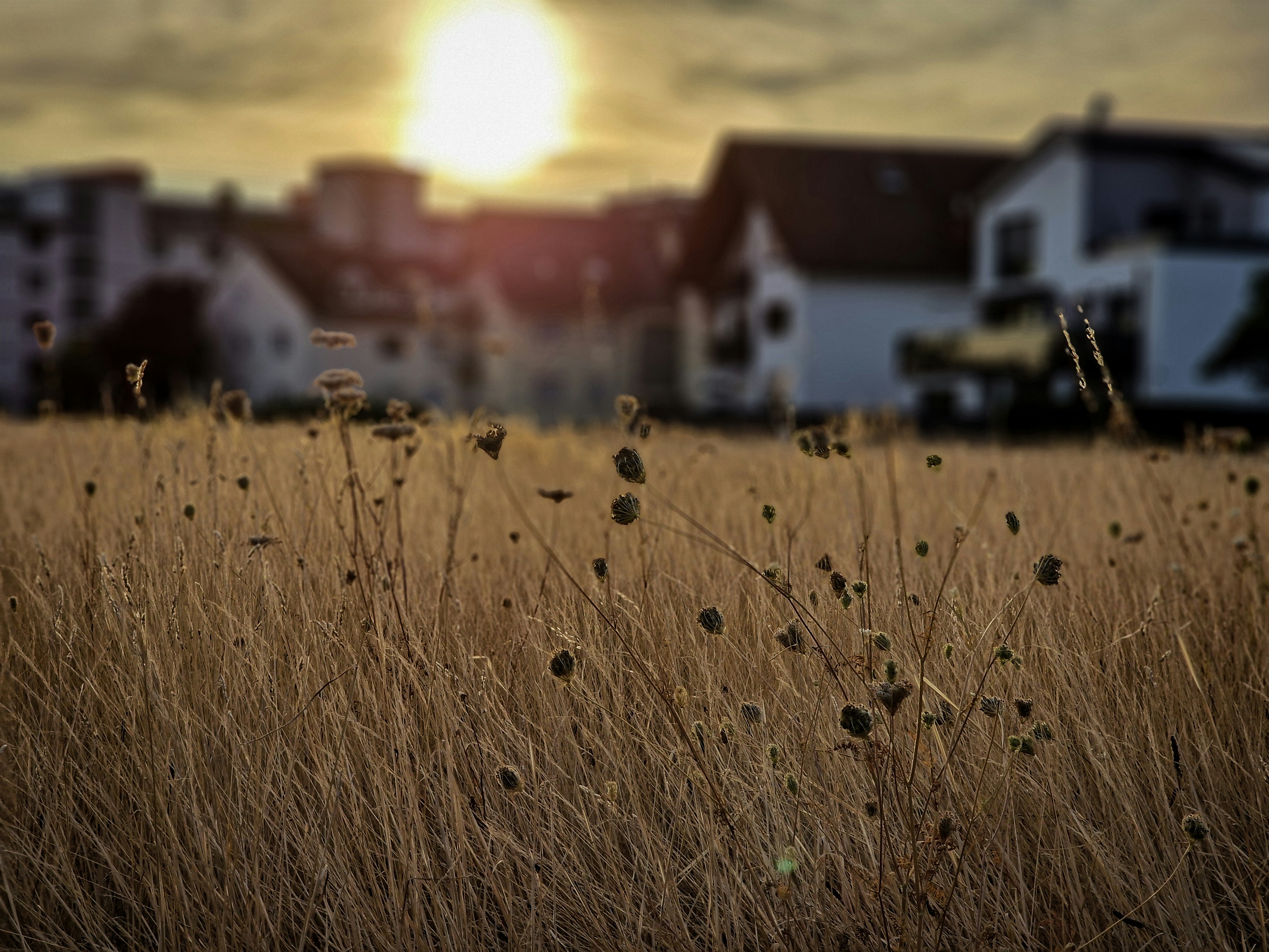 Golden Field at Dusk: Quiet Neighborhood Echoes