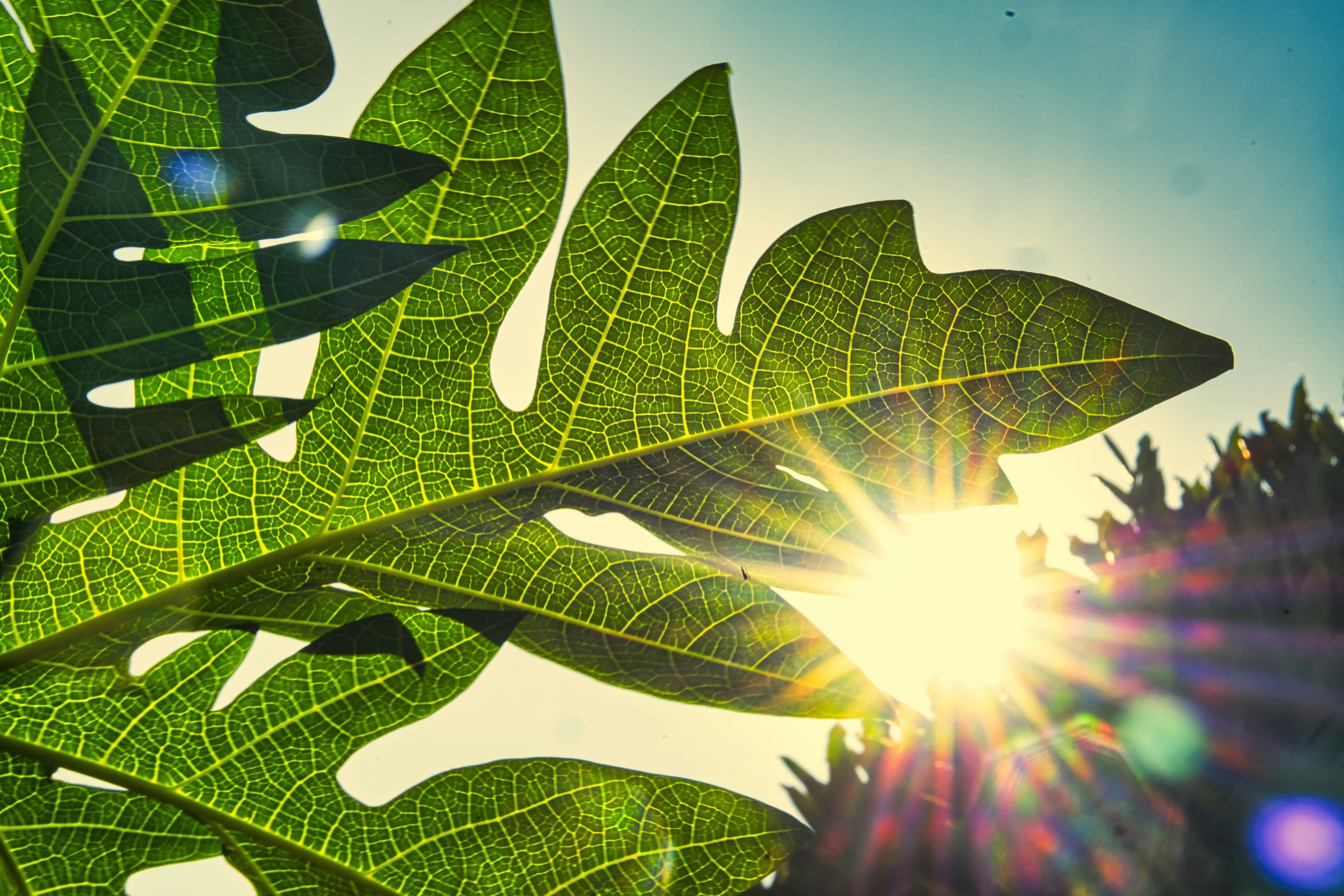 Sunburst Through Veined Fern: A Backlit Leaf Portrait