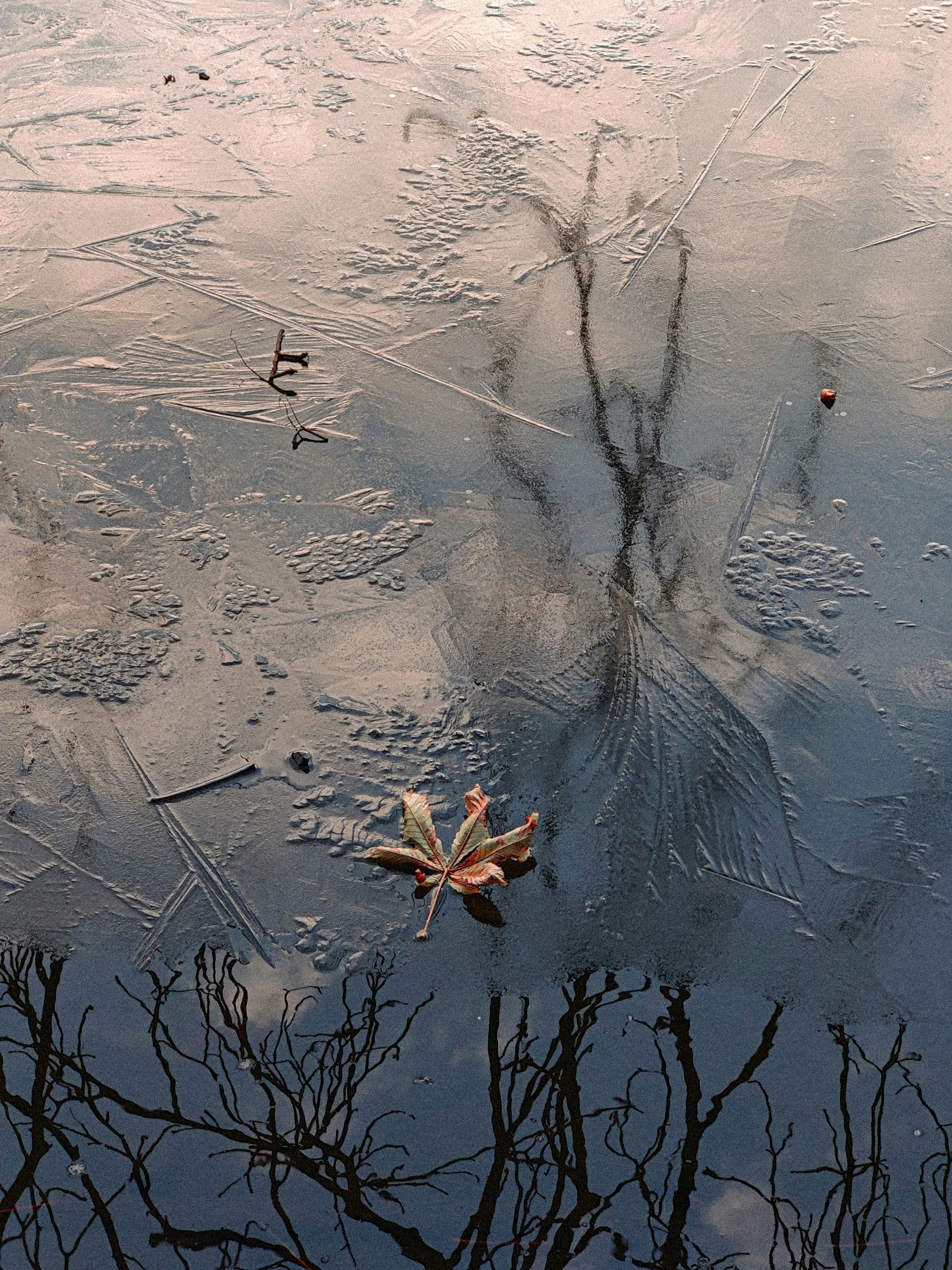 Close-up photograph of a reddish leaf resting on a frozen puddle, its surface etched with ice patterns and the reflection of bare trees.