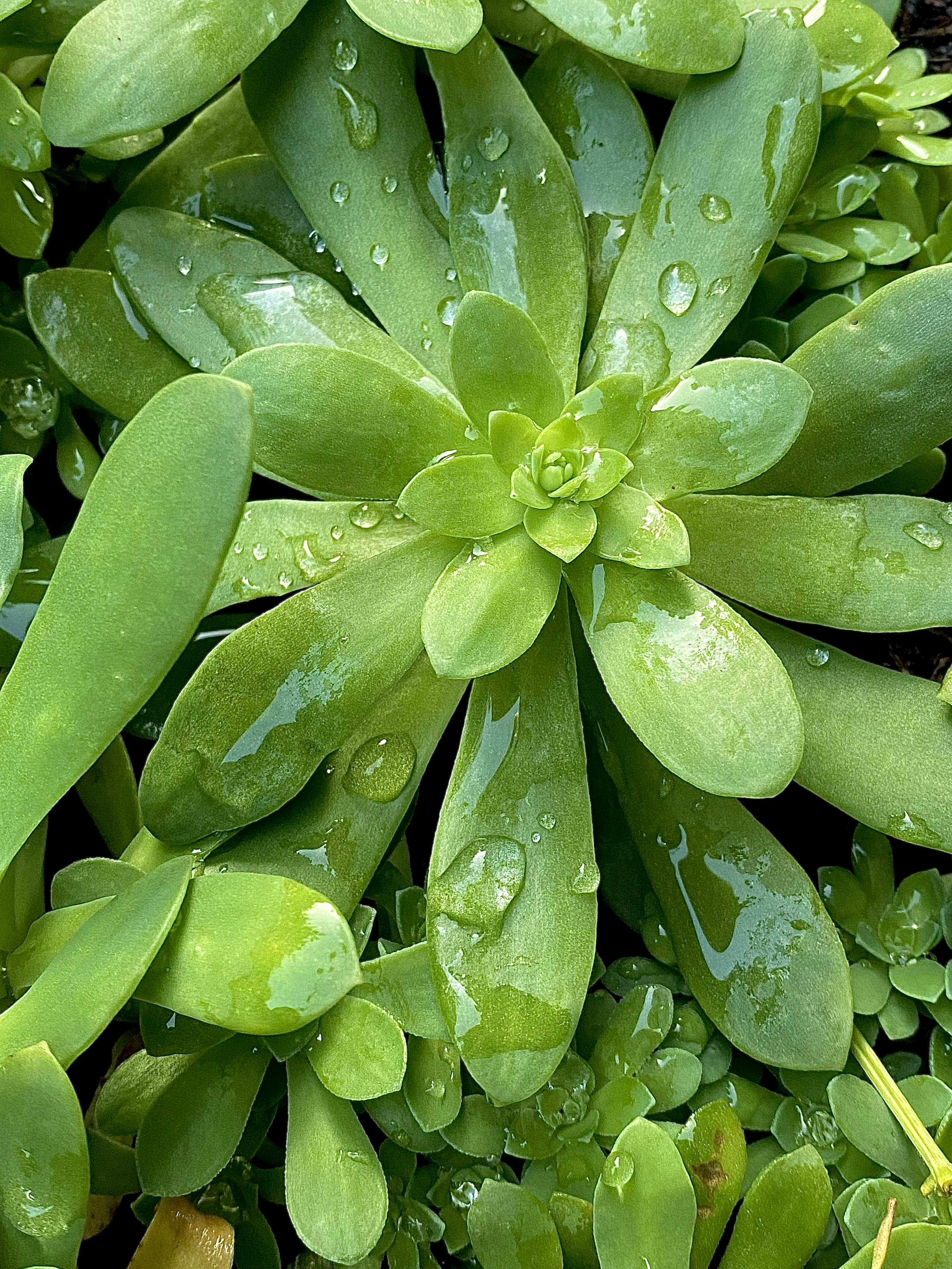 Gros plan d’une plante photo – Photo Italie Gratuite sur Unsplash