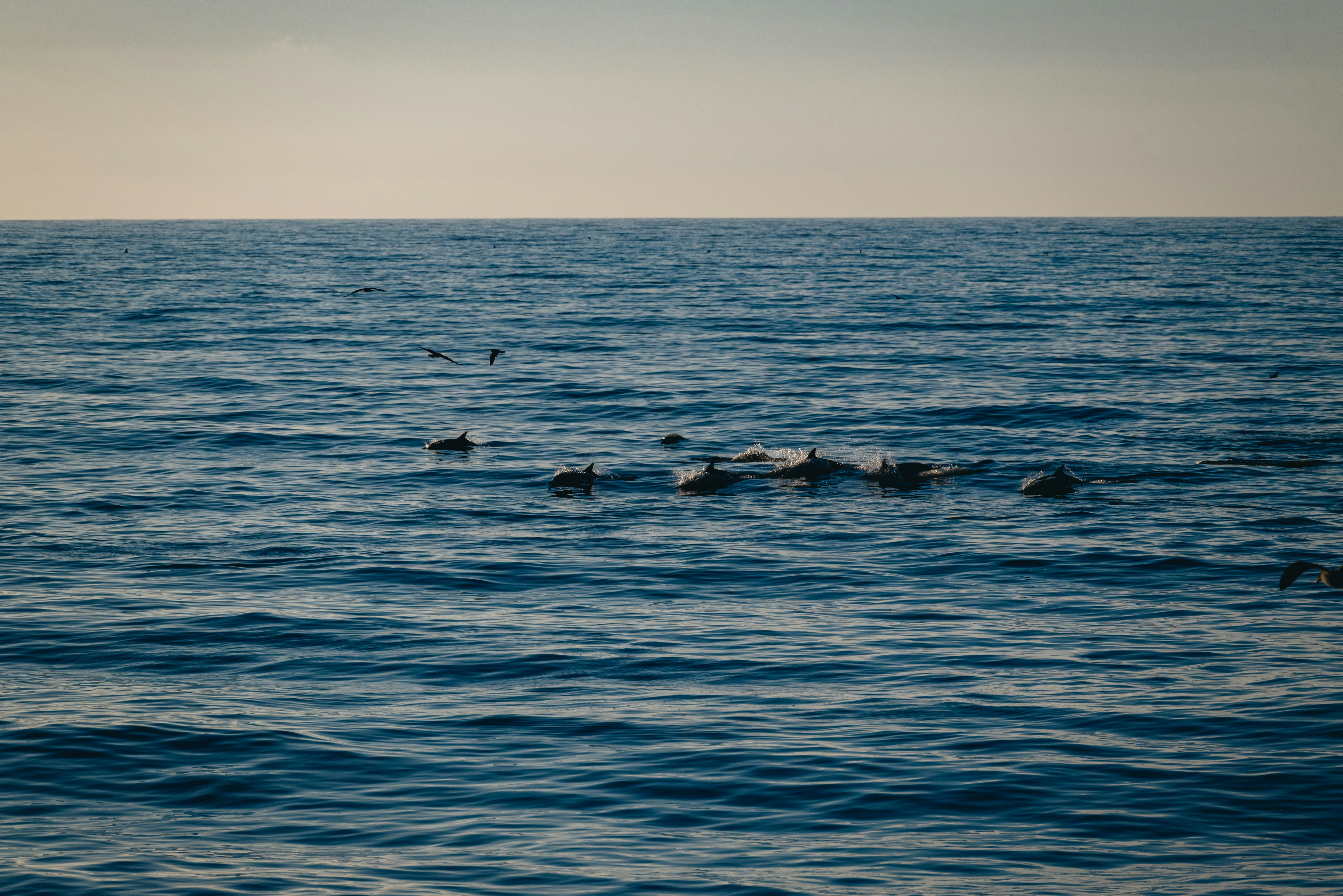 Dusk over the Quiet Sea: Seabird Flock Skimming the Surface