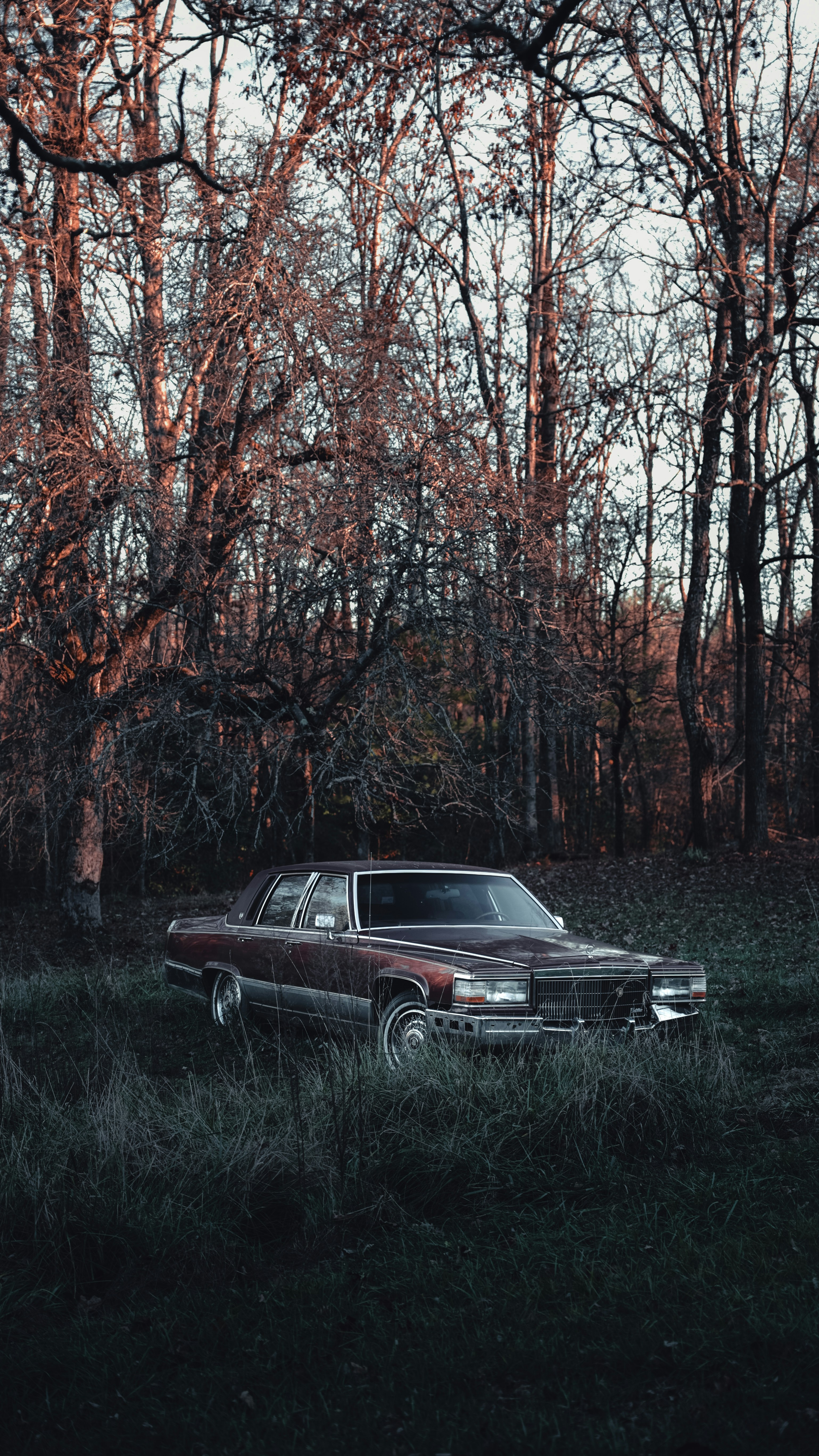A vintage car partially obscured by overgrown grass in a shadowy forest, evoking a sense of nostalgia and mystery.