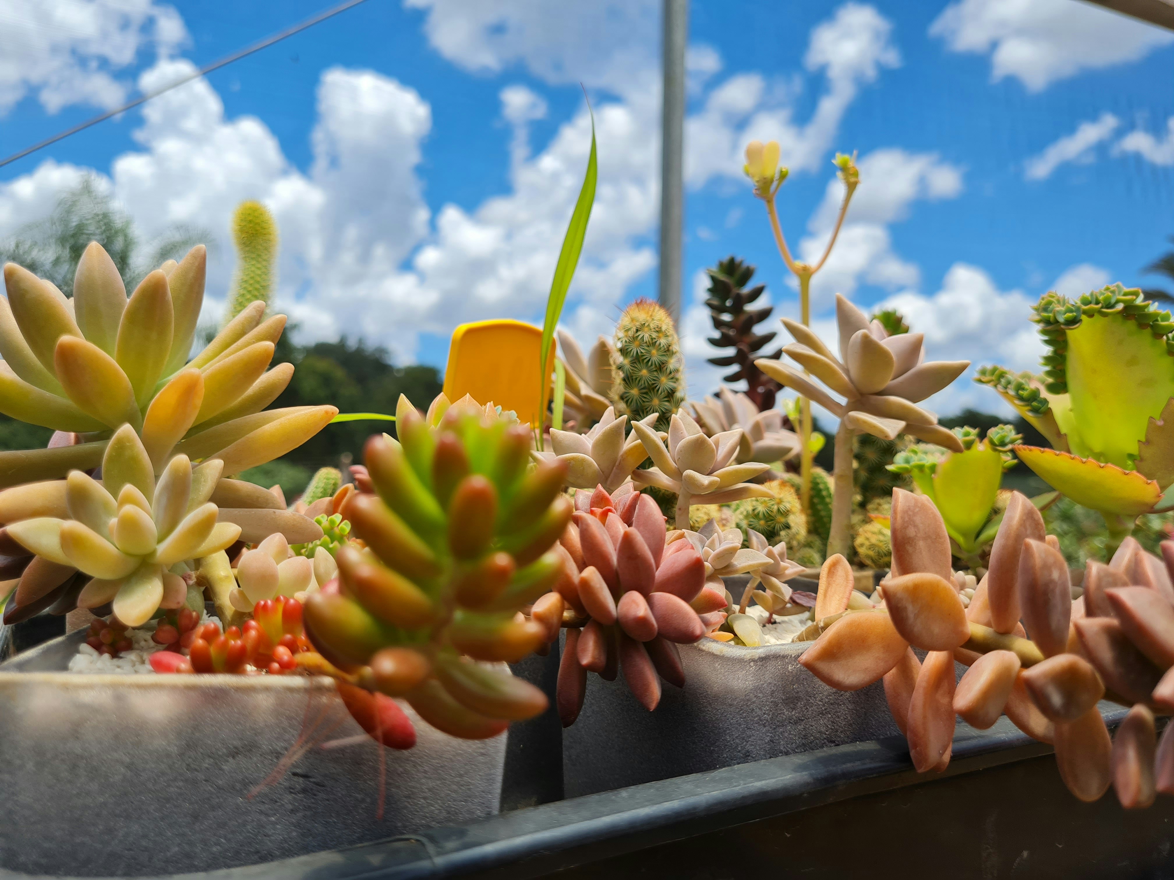 Collection of colorful succulents basking in sunlight against a backdrop of fluffy clouds and blue sky.