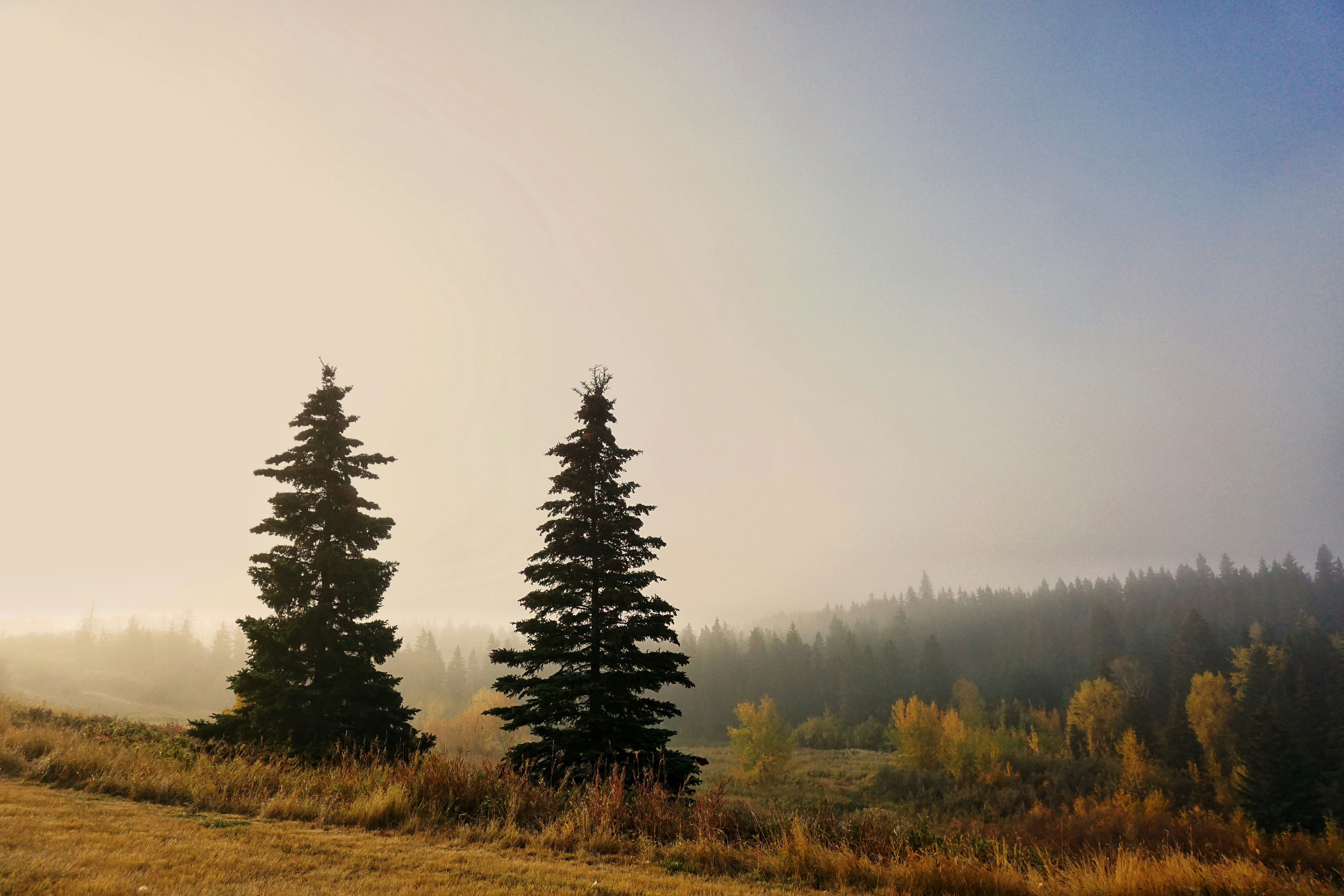 A group of trees in a field photo – Free Edmonton Image on Unsplash