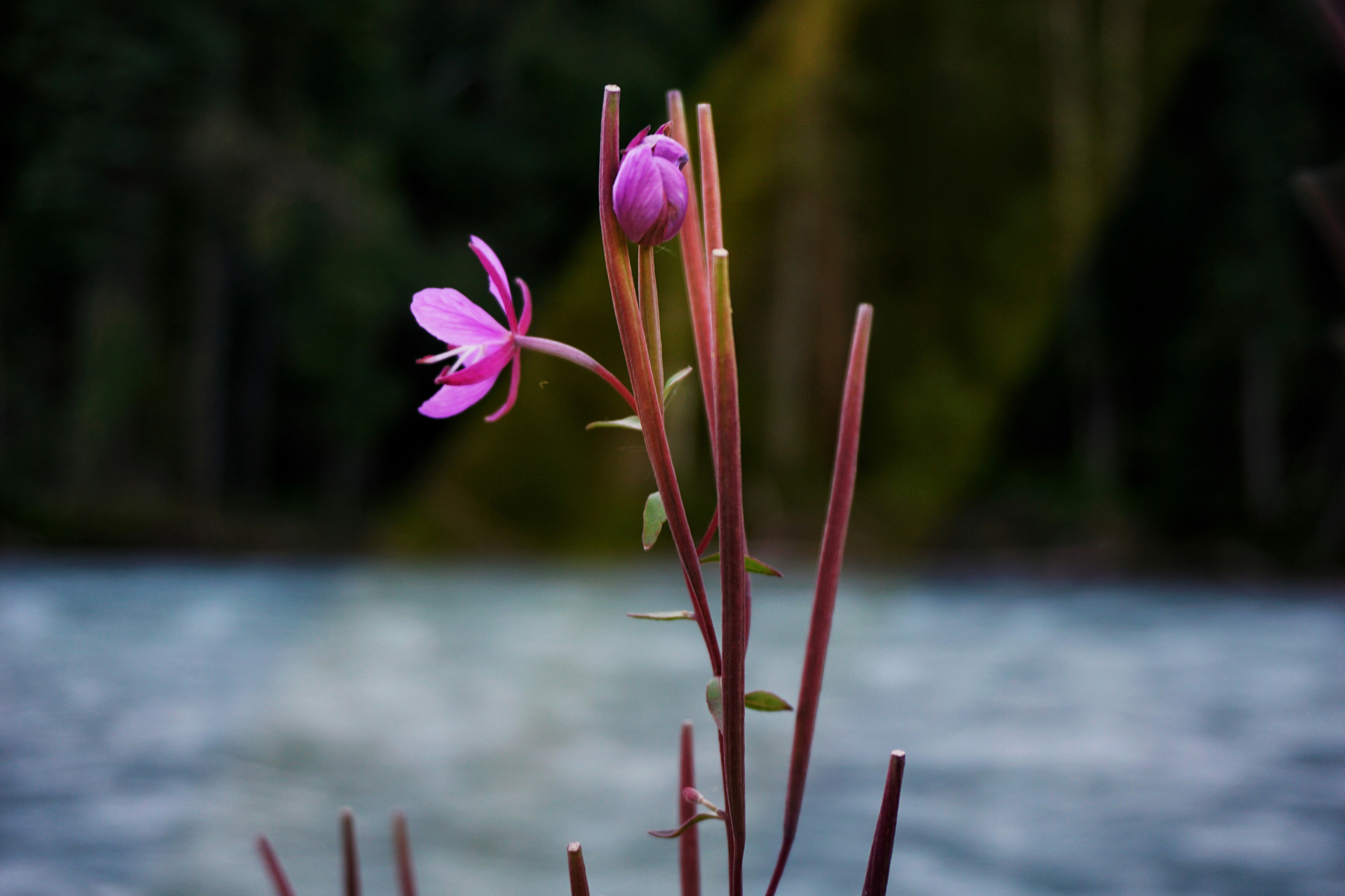 Lakeside Pink: Buds and Bloom in Reed by Calm Waters
