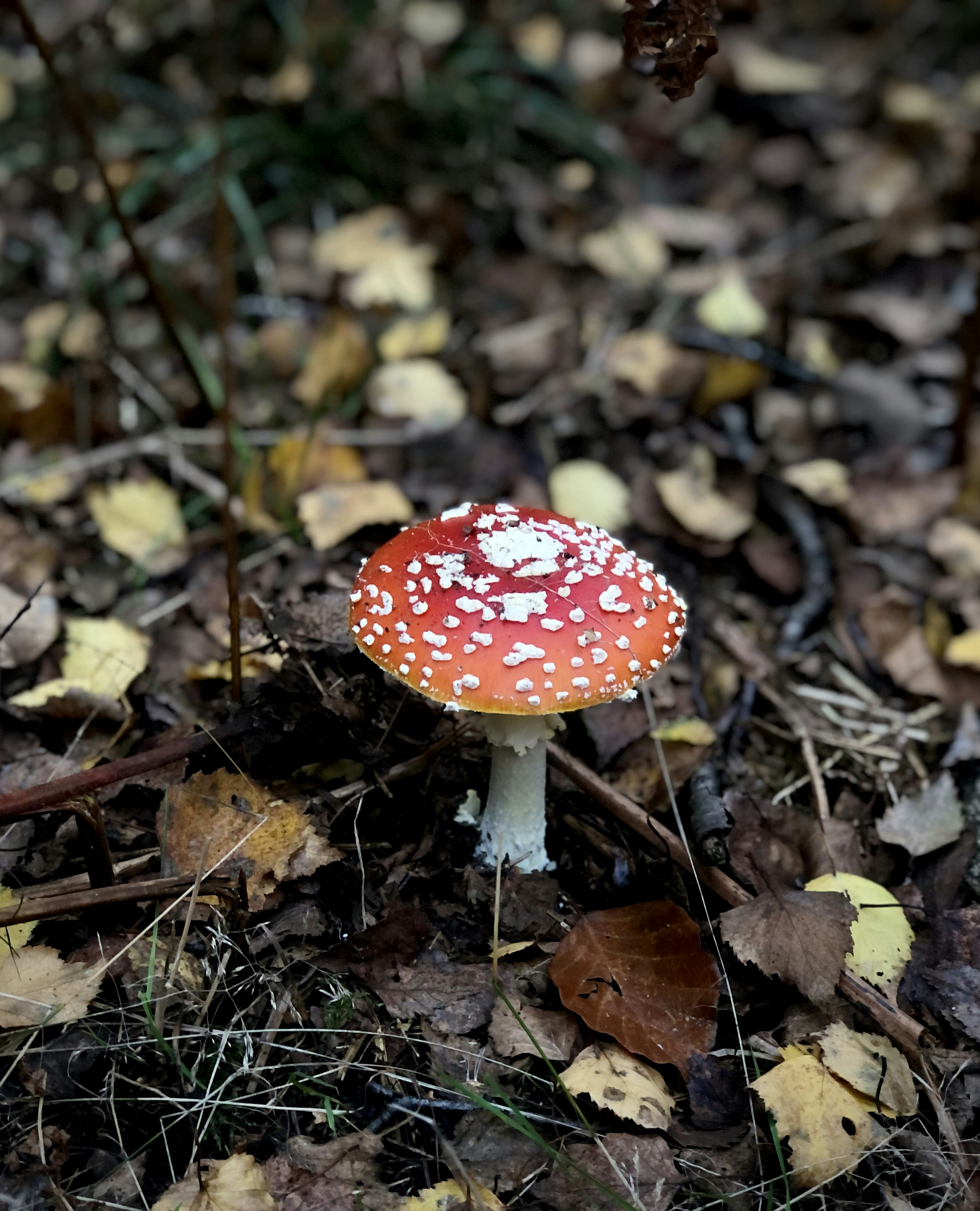 Un champignon rouge et blanc photo – Photo Champignon Gratuite sur Unsplash