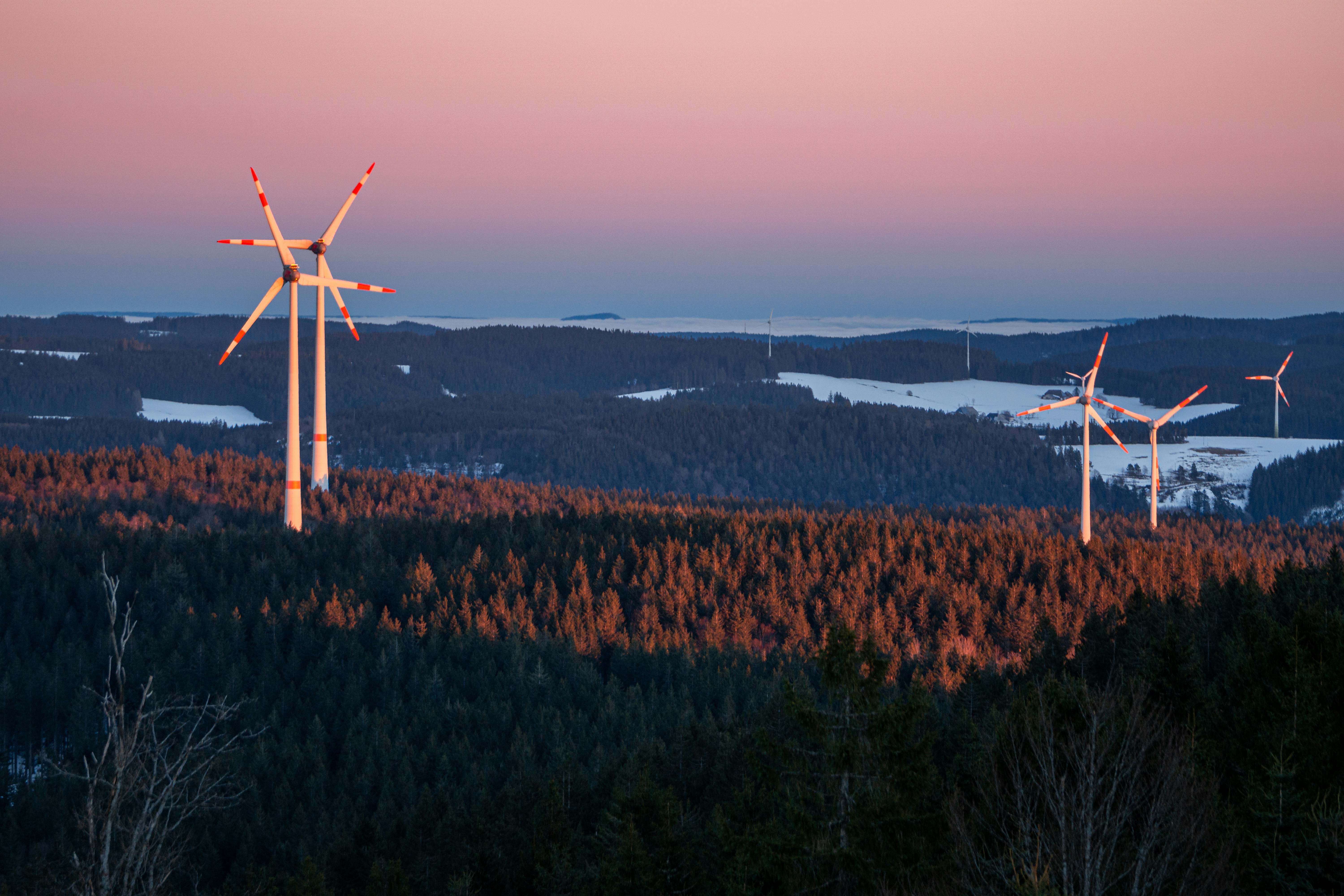 Dusk Over the Pines: Turbines Crown the Ridge