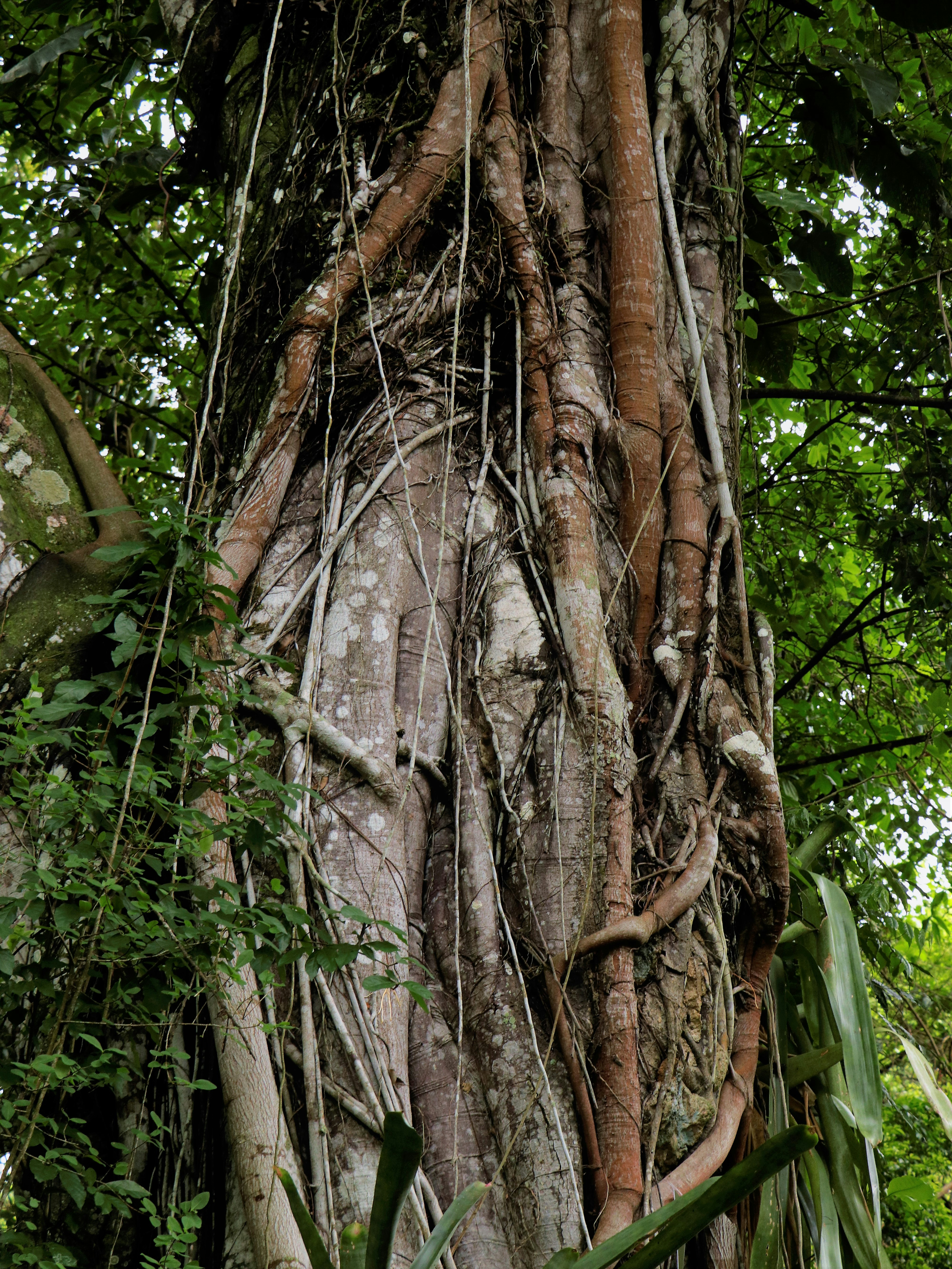 A tree with many branches photo – Free Paraty Image on Unsplash