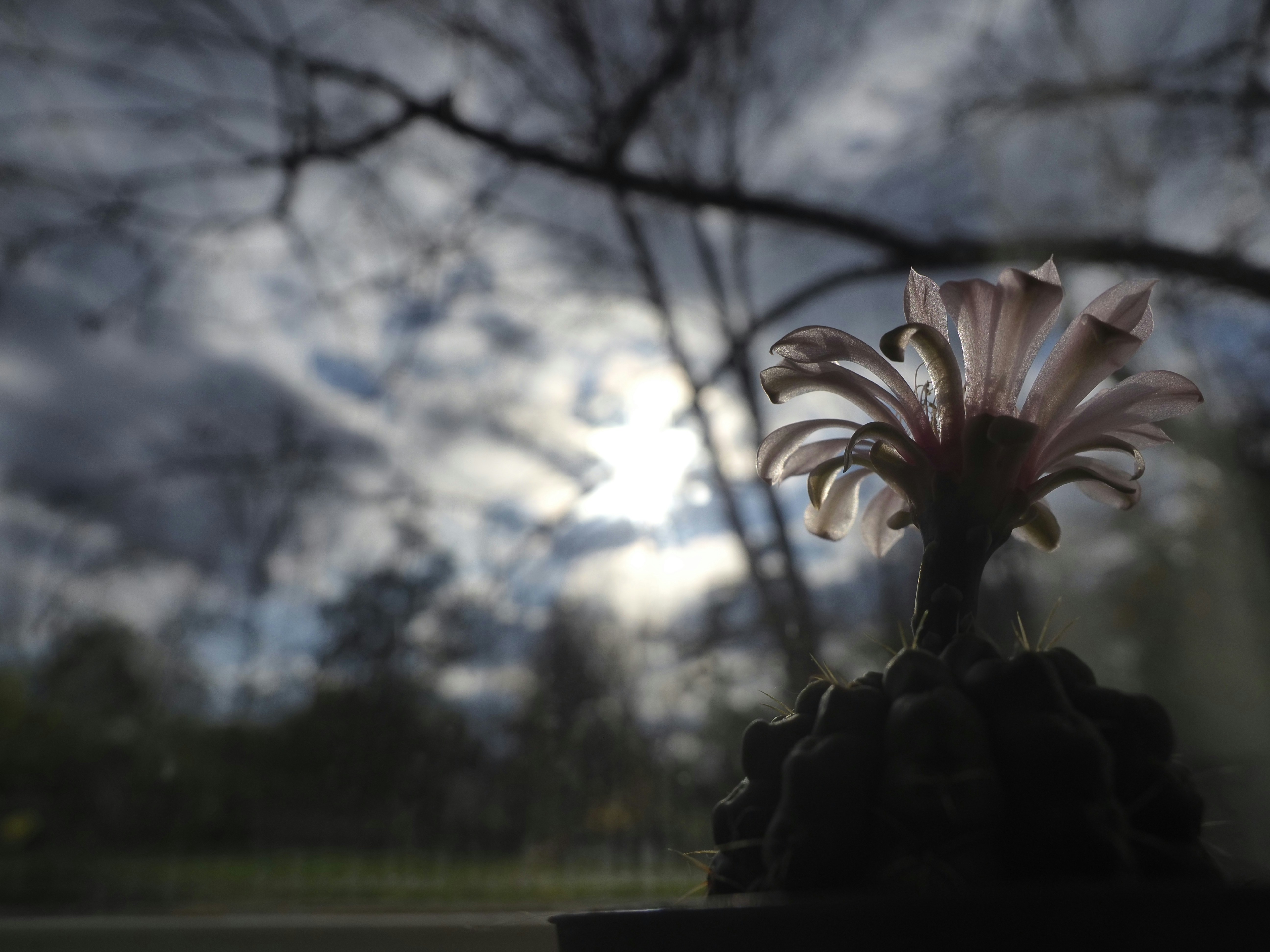 Backlit Bloom on a Barrel Cactus Beneath a Clouded Sky