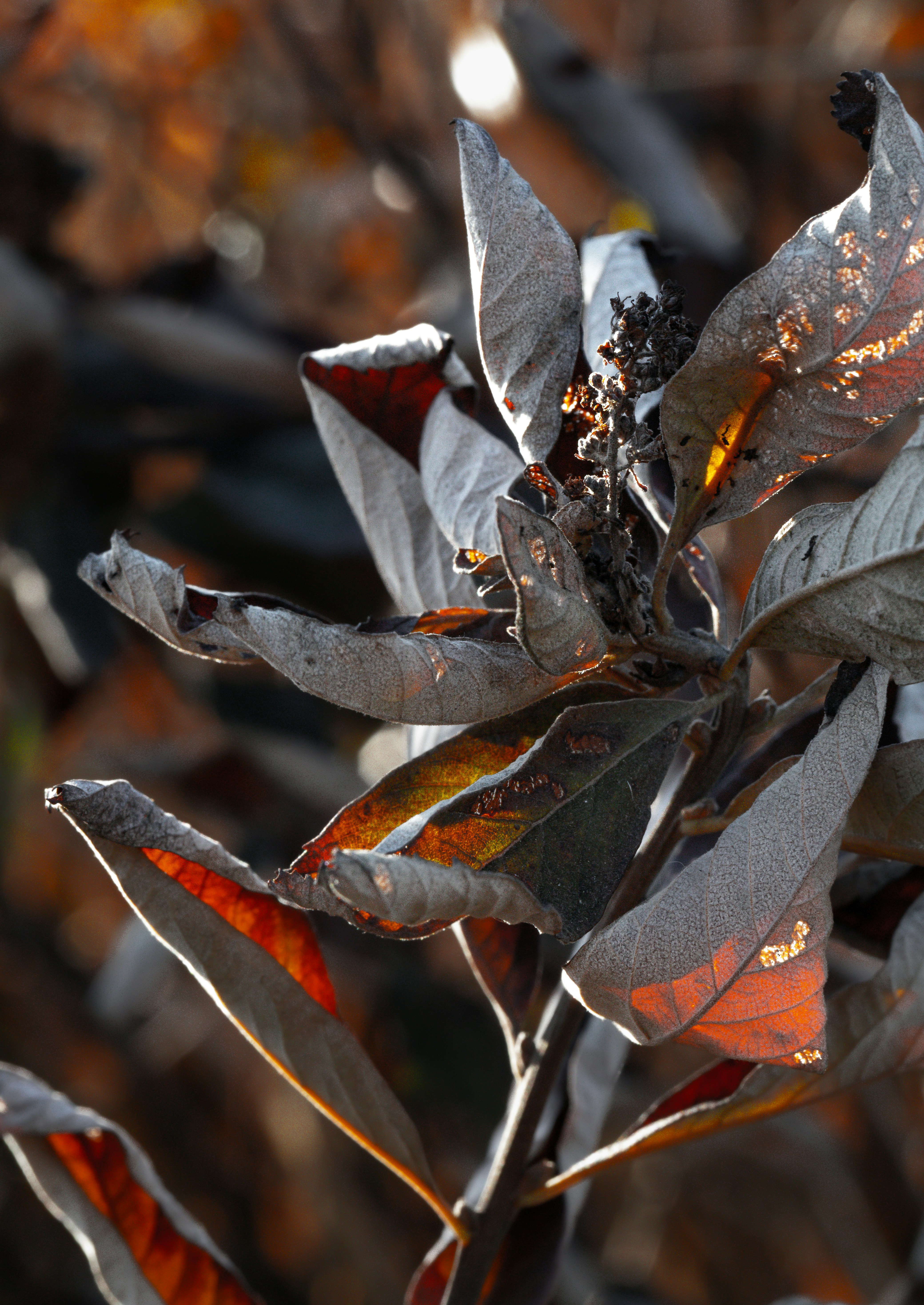 Autumn Leaves in Quiet Focus: Textured Foliage in Soft Backlight