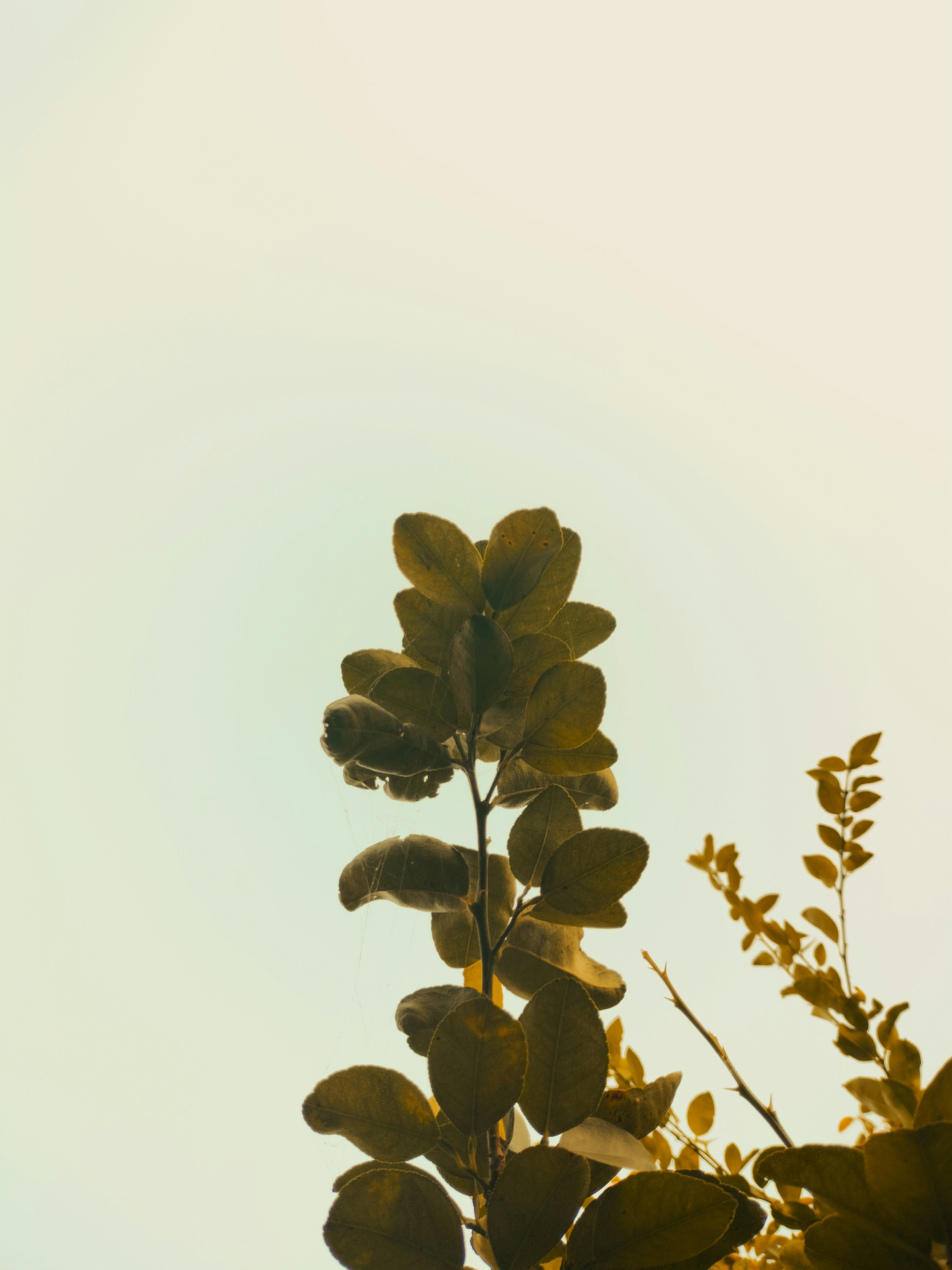 Low-angle photograph of rounded leaves silhouetted against a pale gradient sky, capturing backlit foliage.