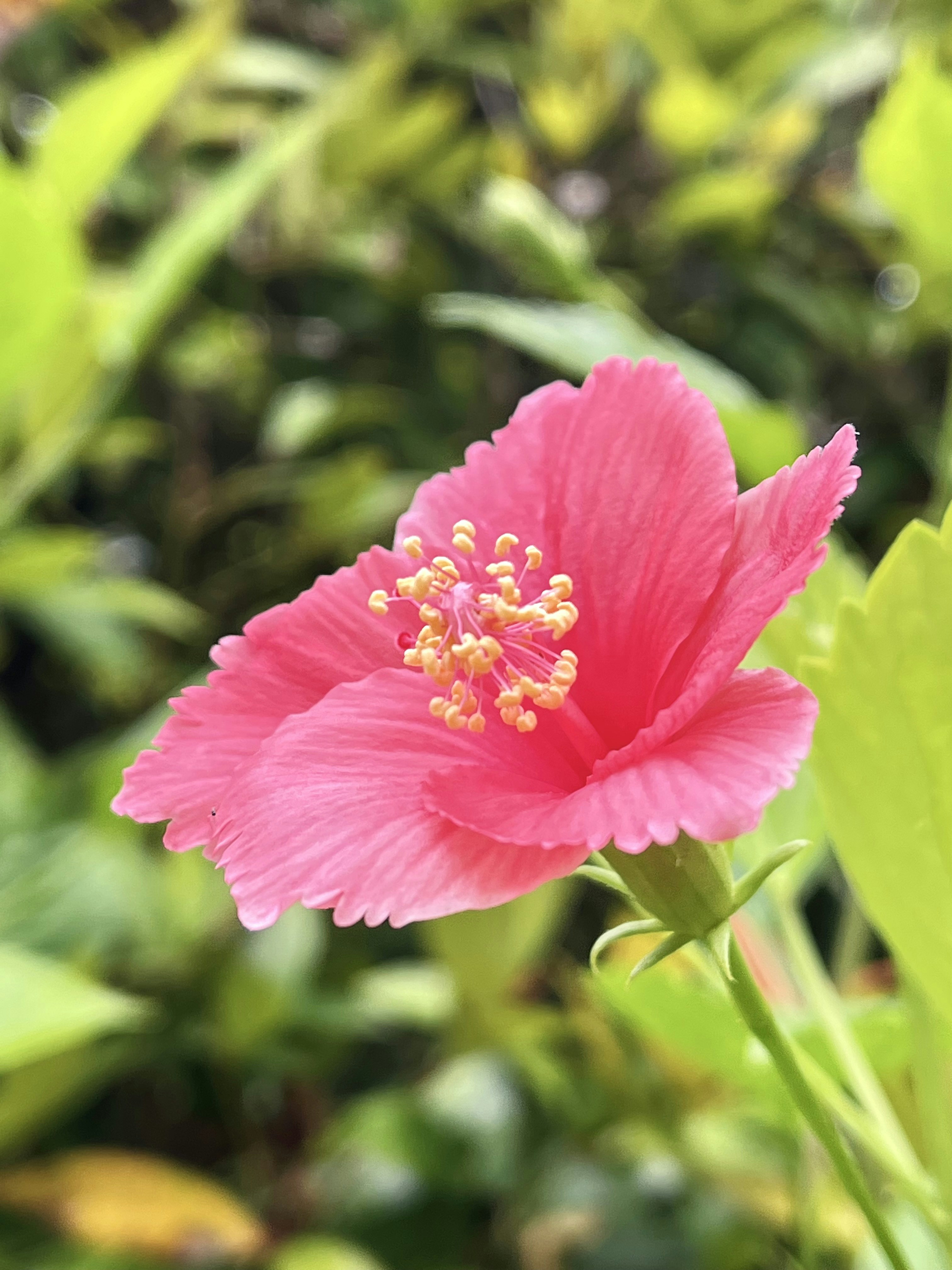 a pink flower with green leaves