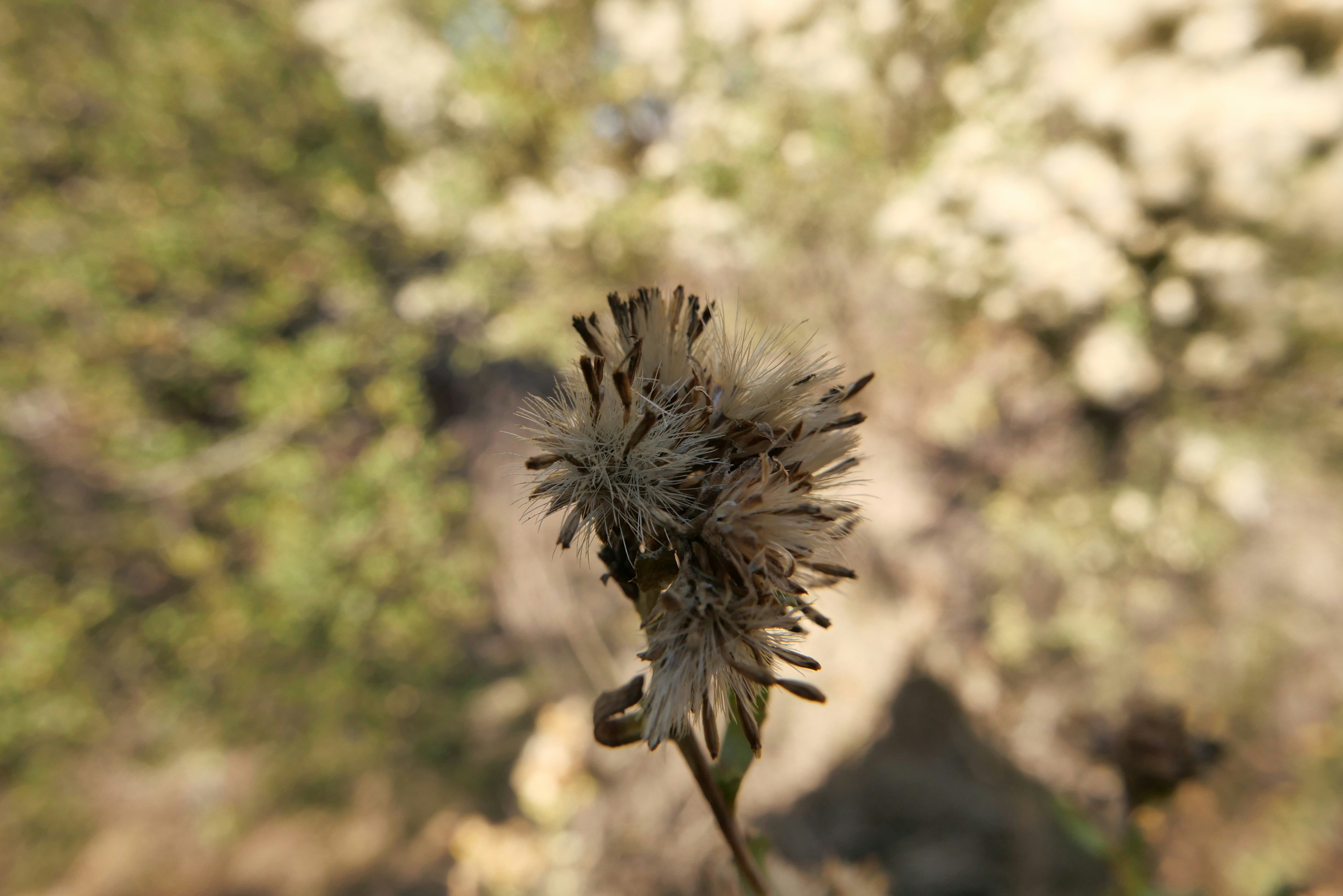Dry Seed Head in a Sea of Soft Bokeh